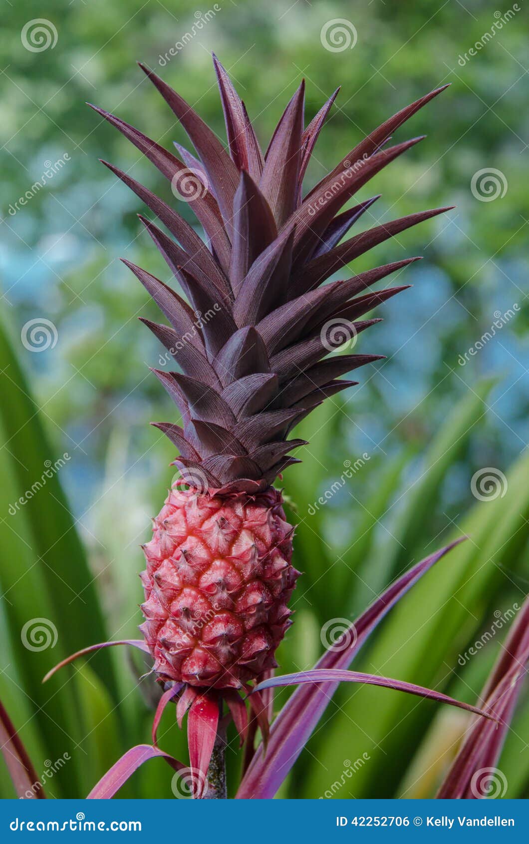 Rode Ananas stock foto. Image of flora, decoratie, nave - 42252706