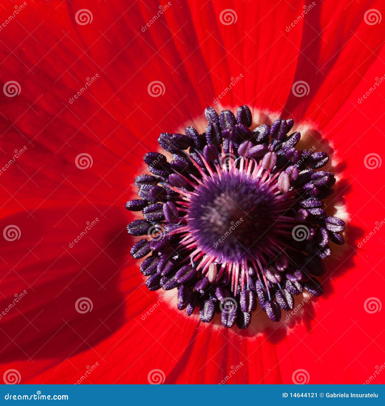 Rode anemoon stock afbeelding. Image of achtergrond, plantkunde - 14644121