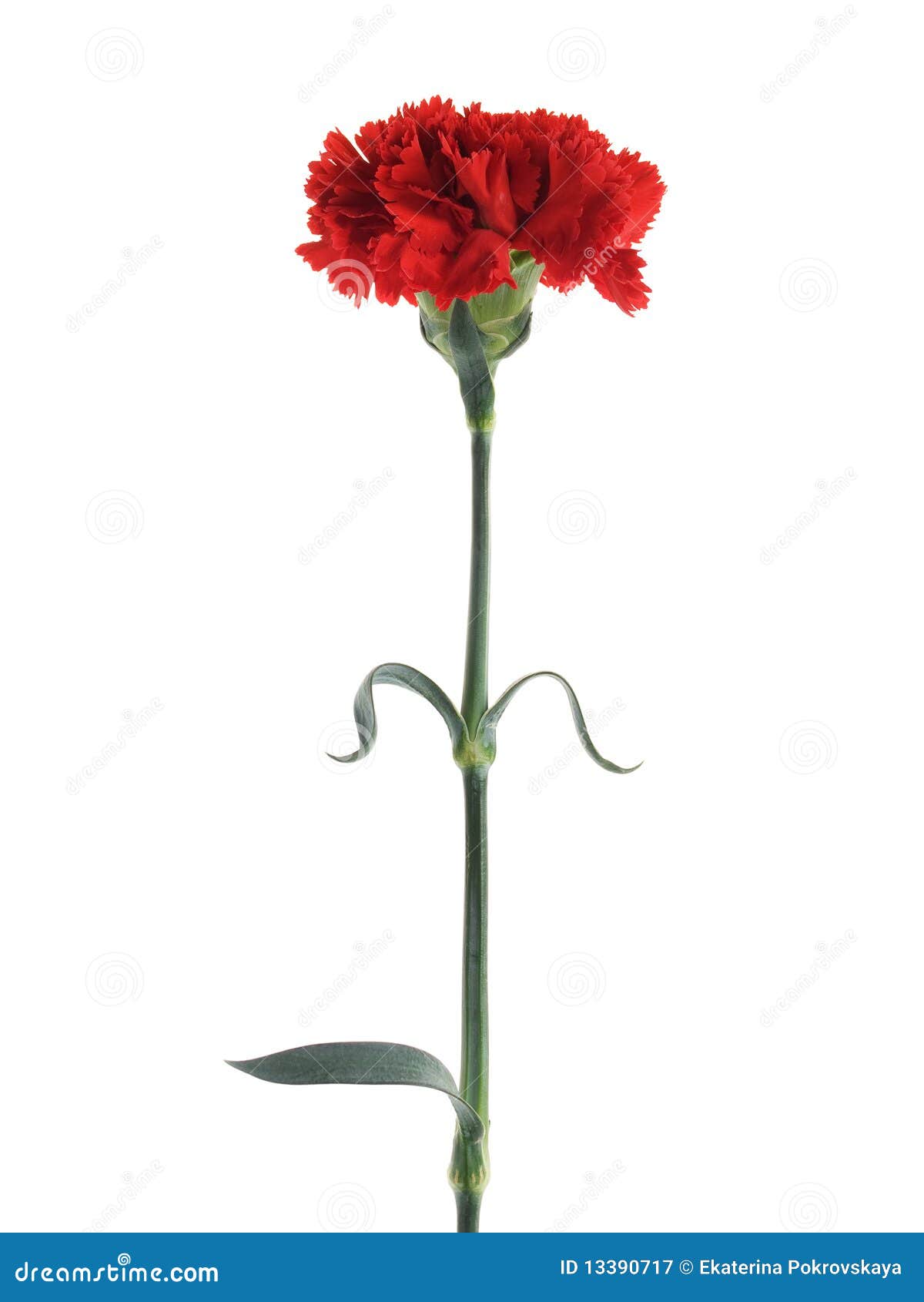 Rode anjer stock afbeelding. Image of gunst, elegantie - 13390717