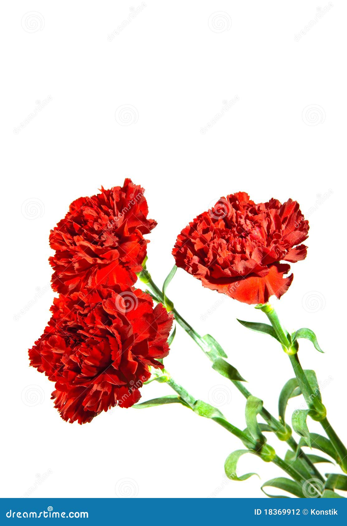 Rode anjer stock foto. Image of installatie, anjer, versheid - 18369912