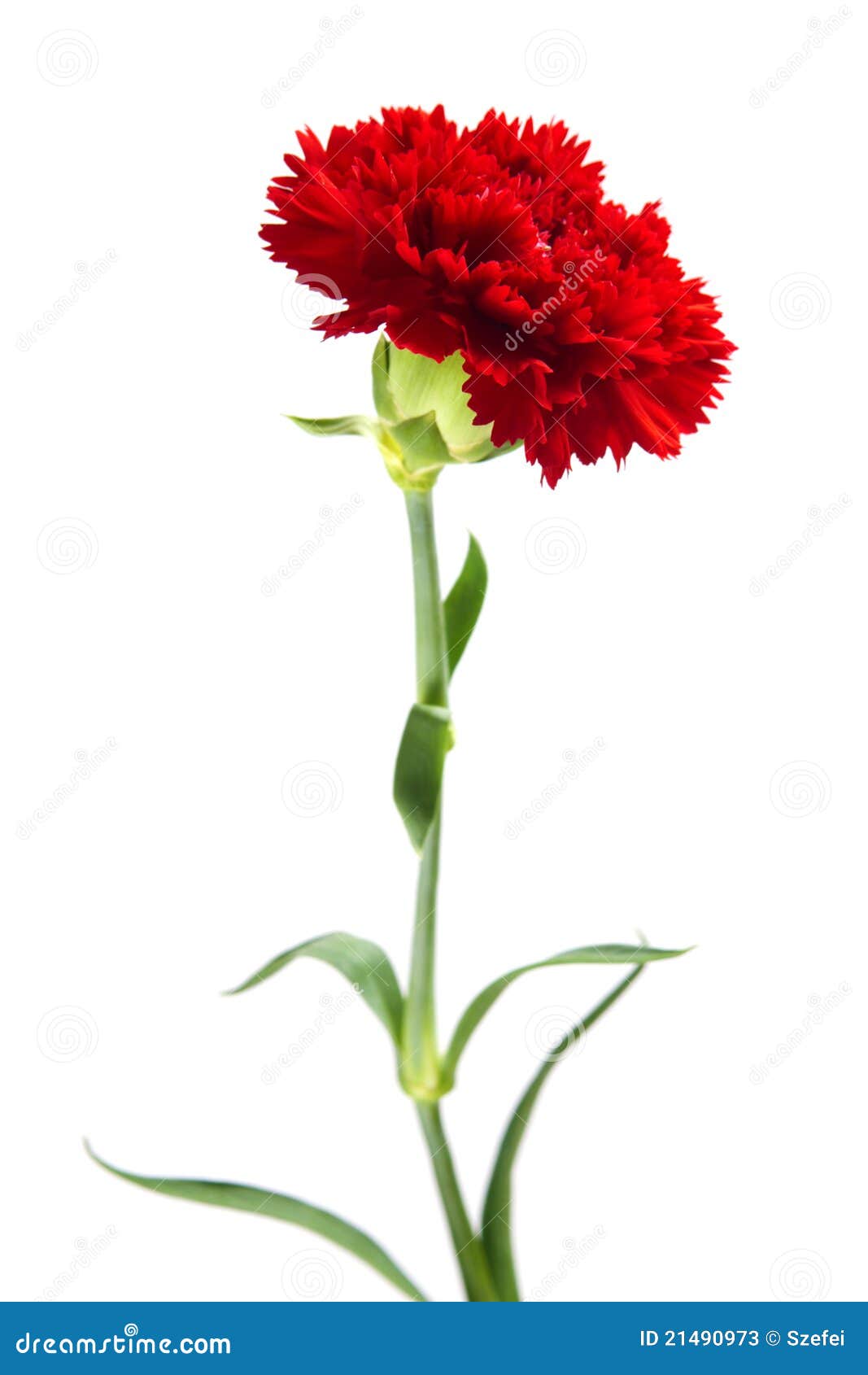 Rode Anjer stock afbeelding. Image of kleur, viering - 21490973