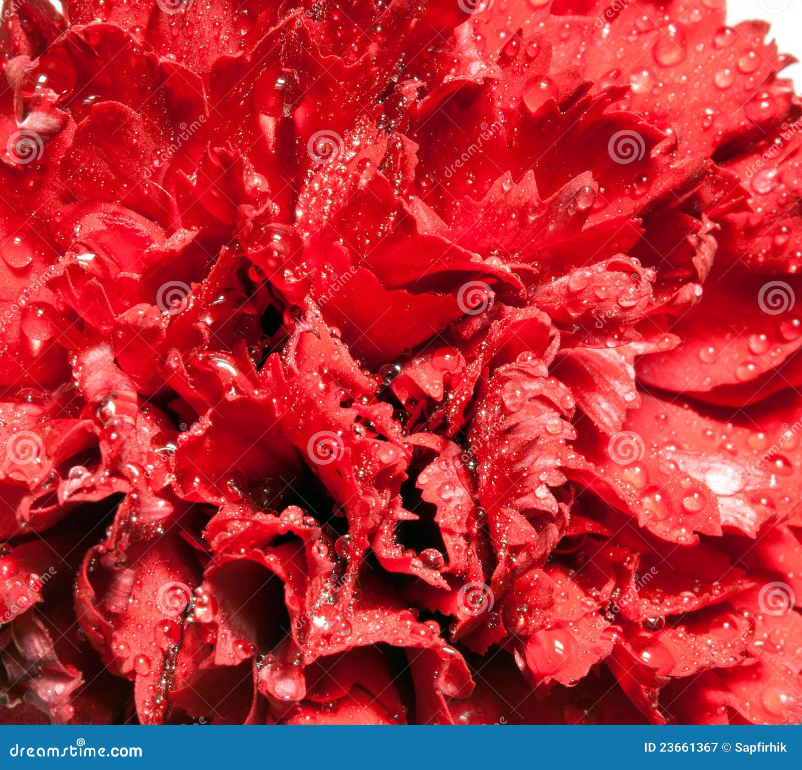 Rode Anjer stock afbeelding. Image of bloesem, liefde - 23661367