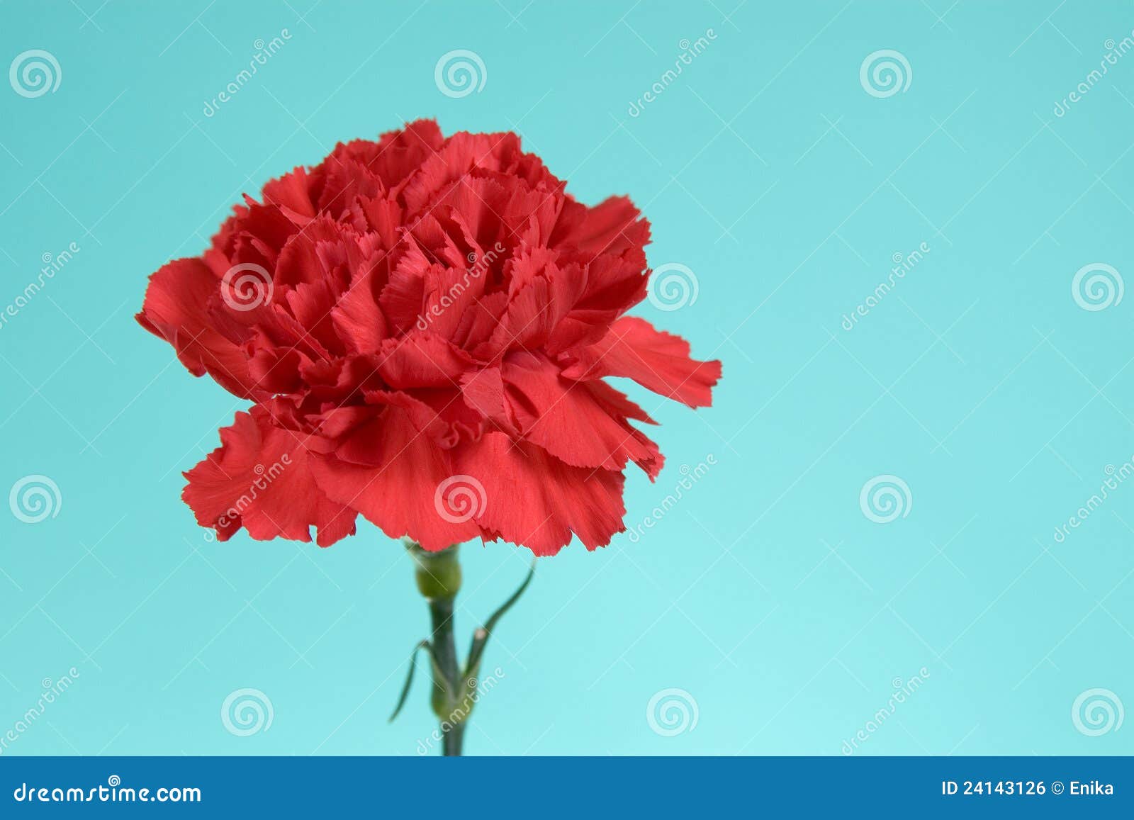 Rode anjer stock foto. Image of schoonheid, mooi, bloemen - 24143126