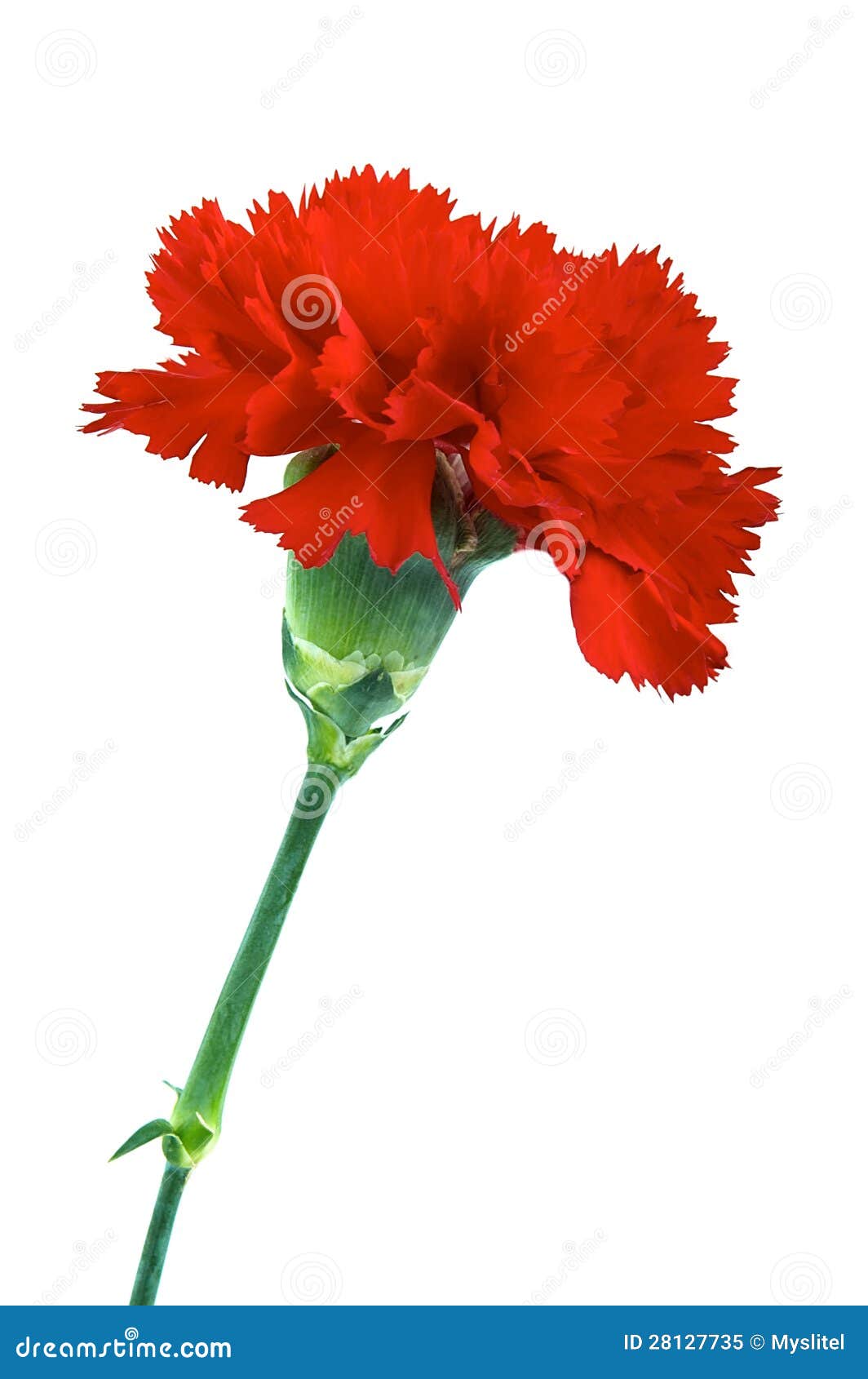 Rode anjer stock afbeelding. Image of bloemblaadje, nave - 28127735