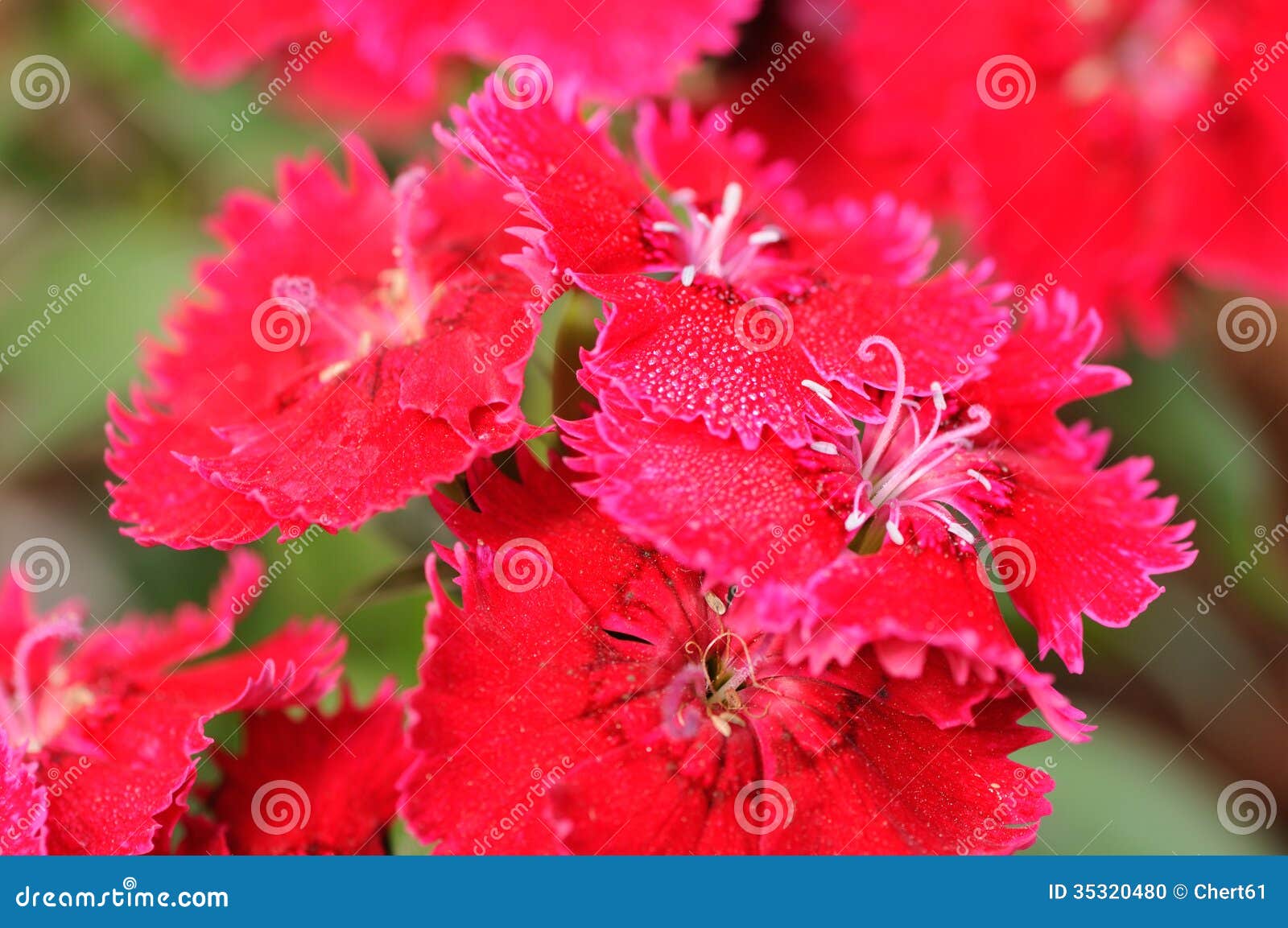 Rode anjer stock foto. Image of installatie, rood, licht - 35320480