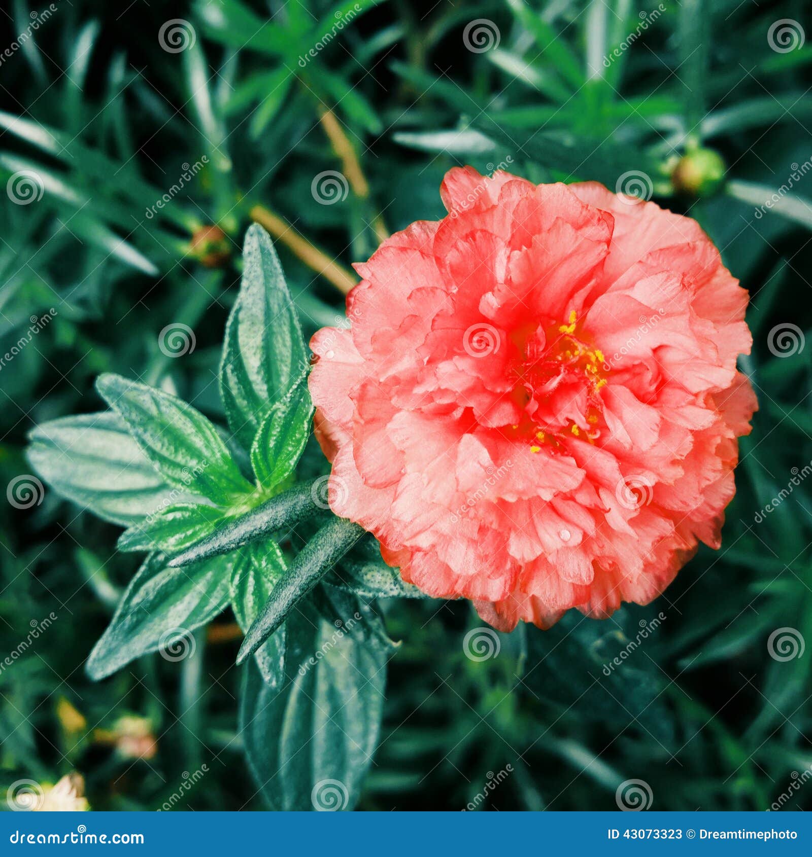 Rode anjer stock afbeelding. Image of installaties, achtergrond - 43073323