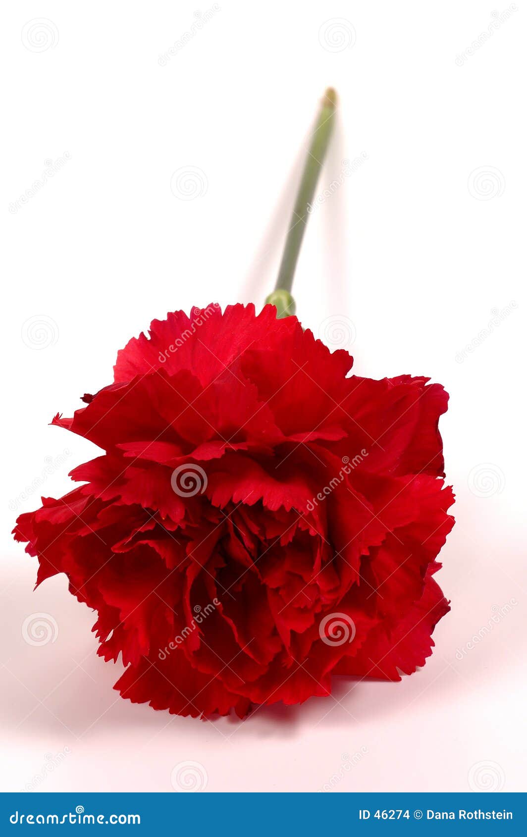 Rode Anjer stock foto. Image of bloemist, rood, zaak, bloem - 46274