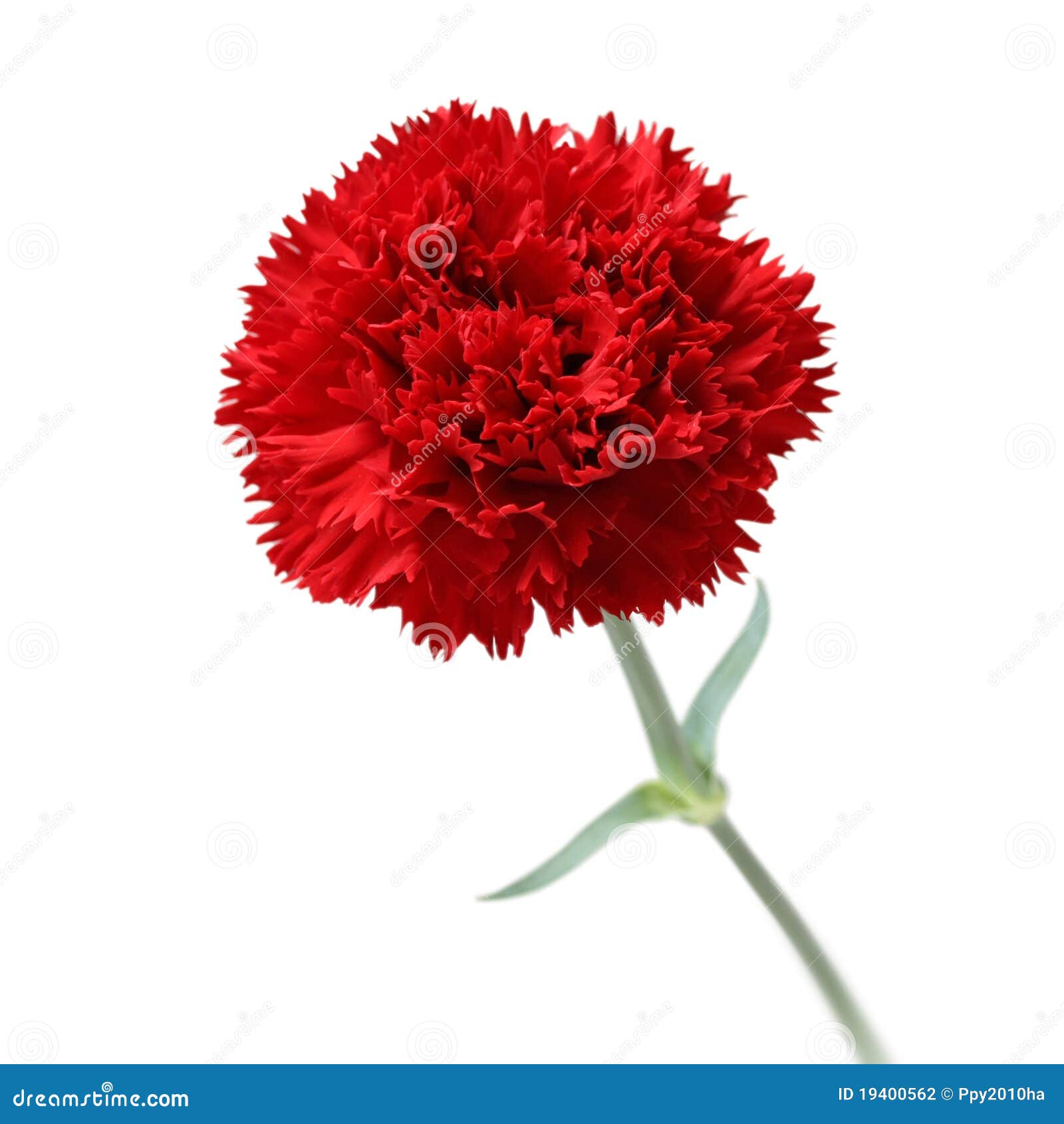 Rode Anjer, De Dag Van De Moeder Stock Foto - Image of gelukkig, rood ...