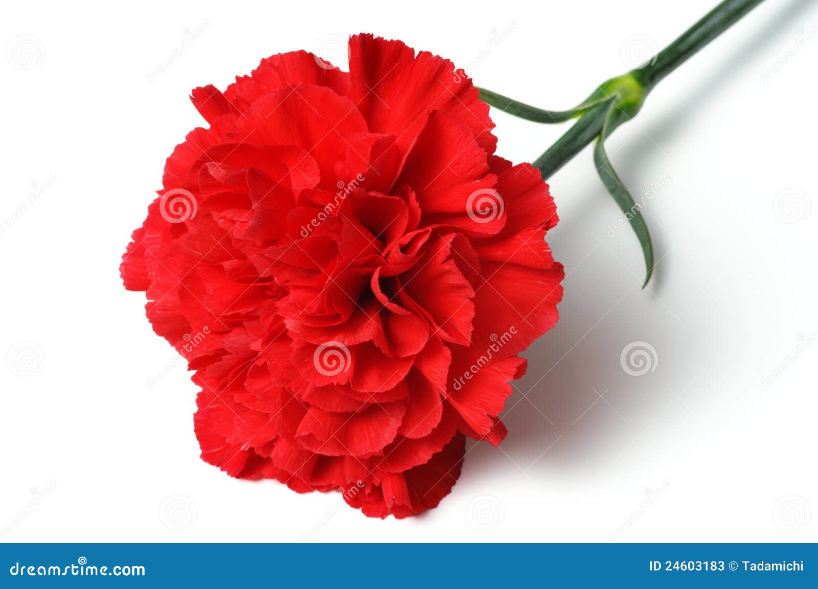 Rode Anjer Op Witte Achtergrond. (horizontaal) Stock Afbeelding - Image ...