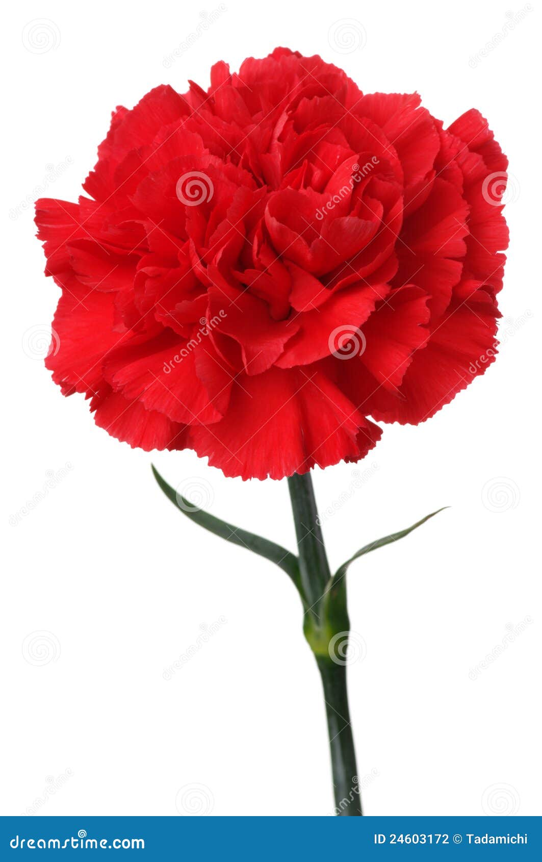 Rode Anjer Op Witte Achtergrond. (verticaal) Stock Foto - Image of ...