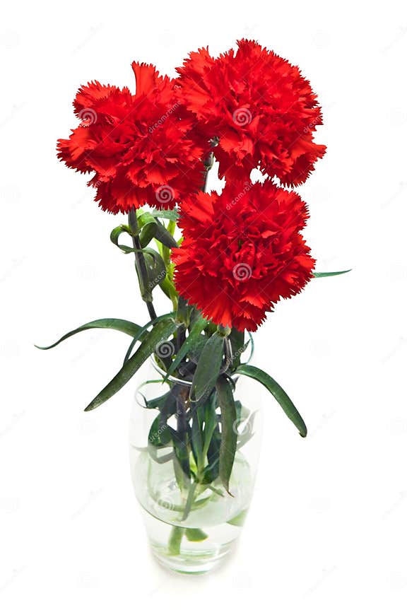 Rode anjers stock afbeelding. Image of vaas, elegantie - 18085265