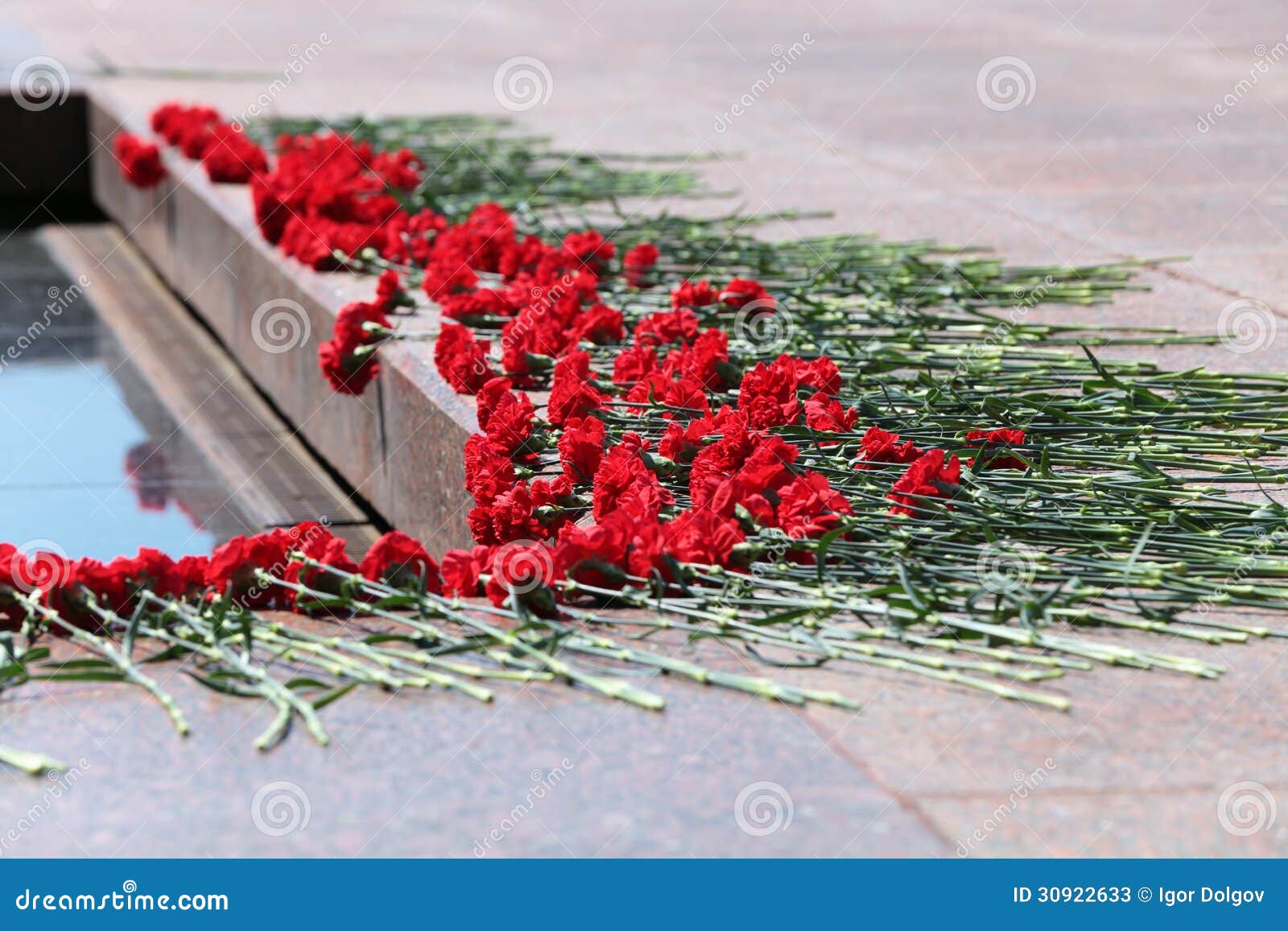 Rode anjers stock afbeelding. Image of anjers, bloemen - 30922633