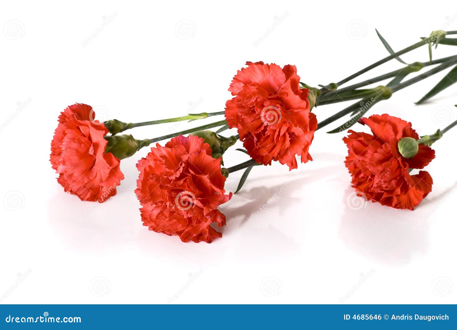 Rode anjers stock foto. Image of versheid, trillend, bloesem - 4685646