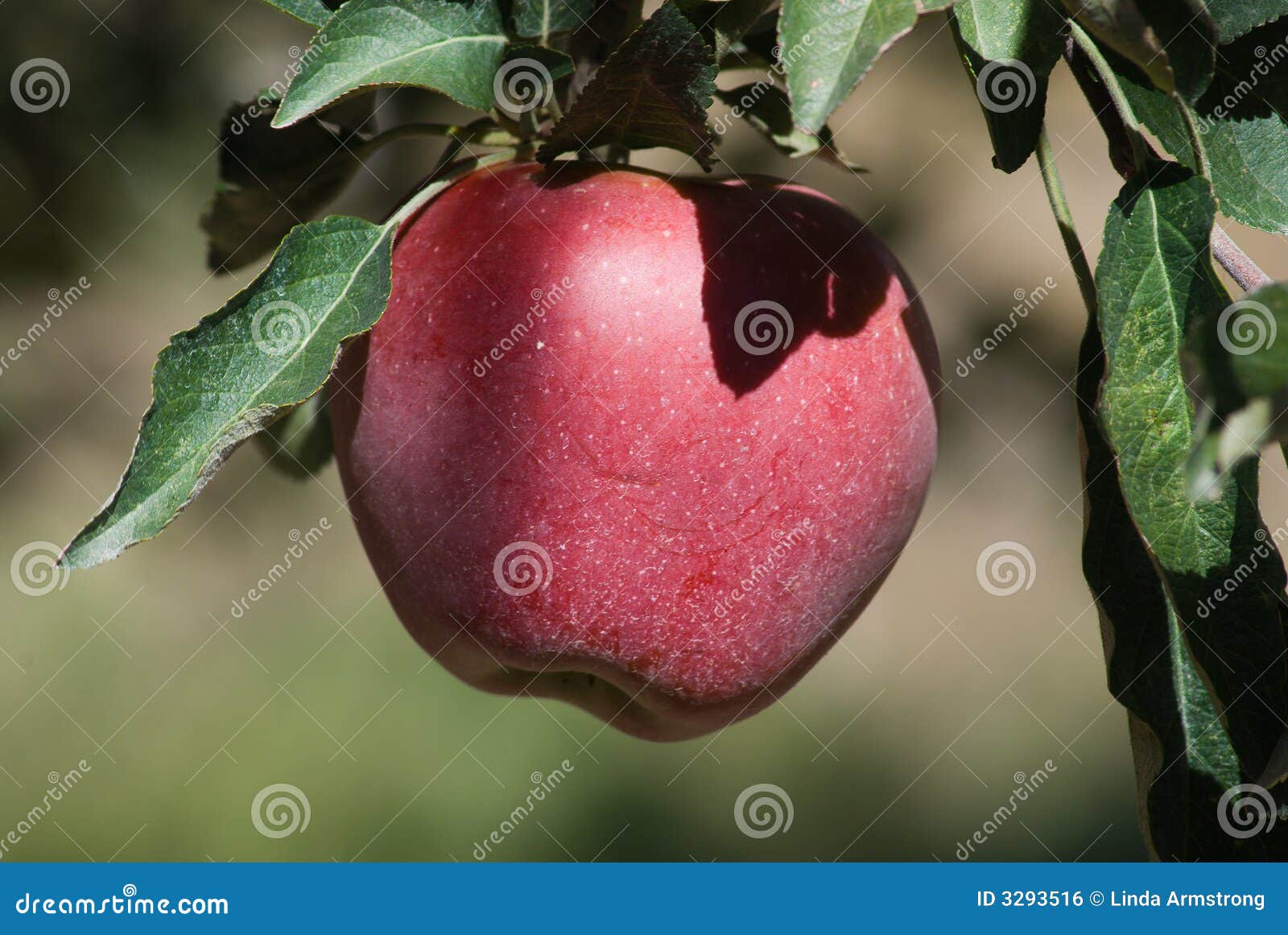 Rode appel stock foto. Image of vrucht, september, vers - 3293516