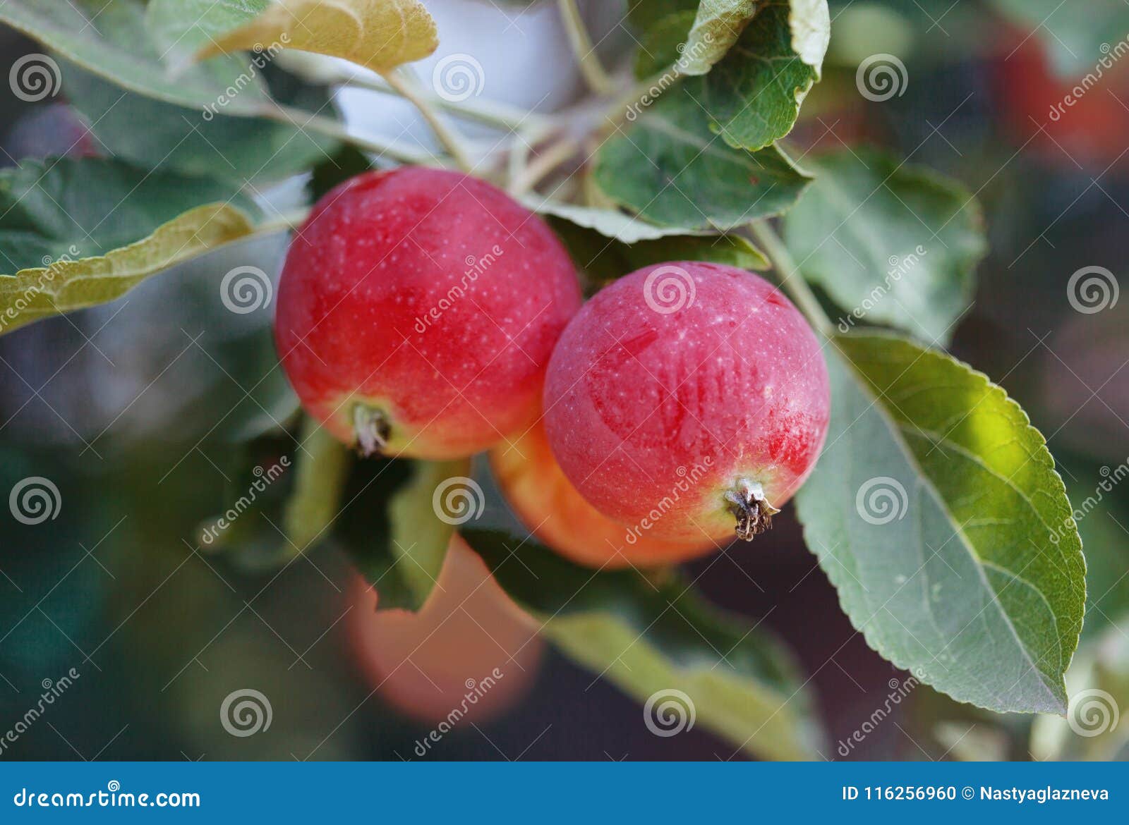 Rode appel op een boom stock foto. Image of appel, groei - 116256960