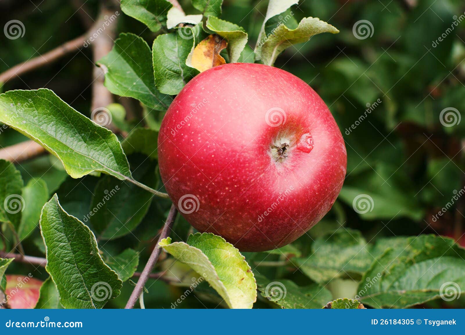 Rode appel op een boom stock afbeelding. Image of najaar - 26184305