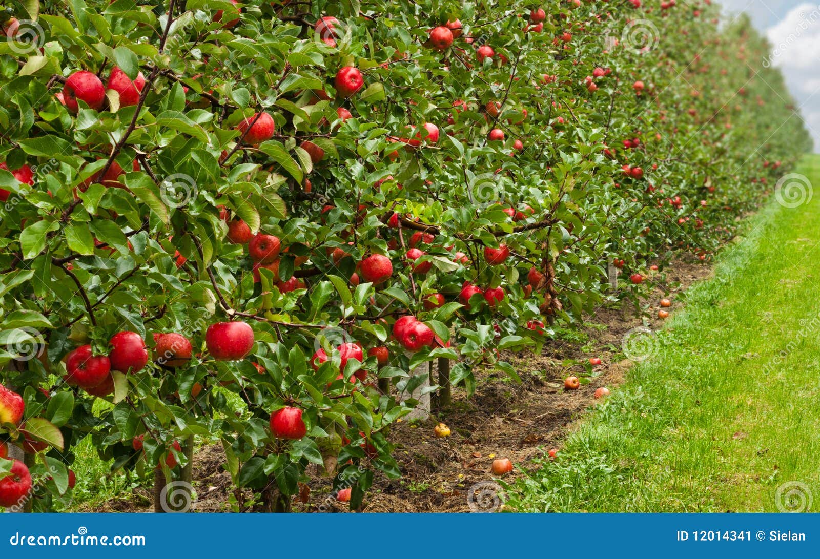 Rode appelboomgaard stock afbeelding. Image of rijen - 12014341