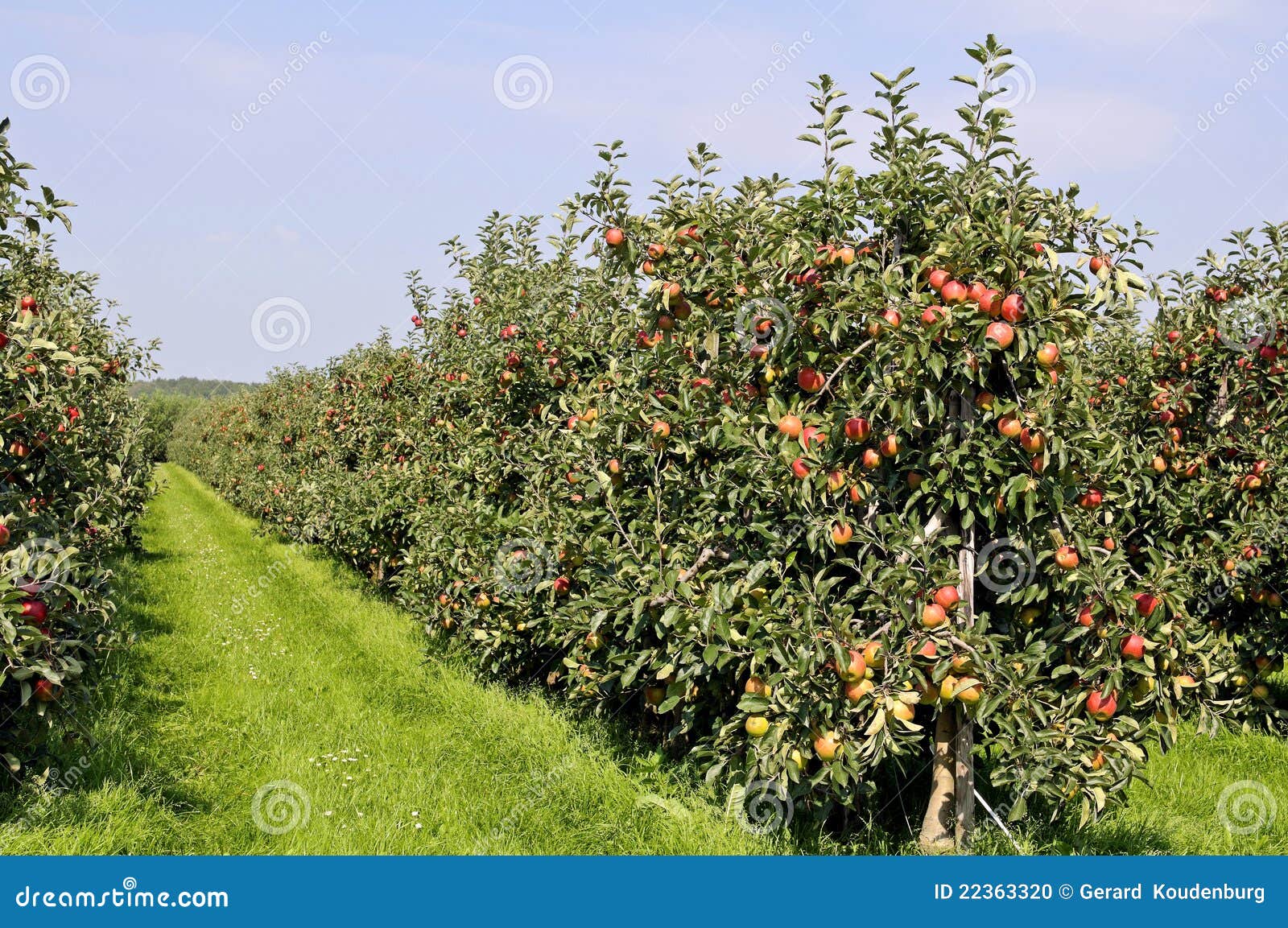 Rode appelboomgaard stock foto. Image of landschap, zomer - 22363320