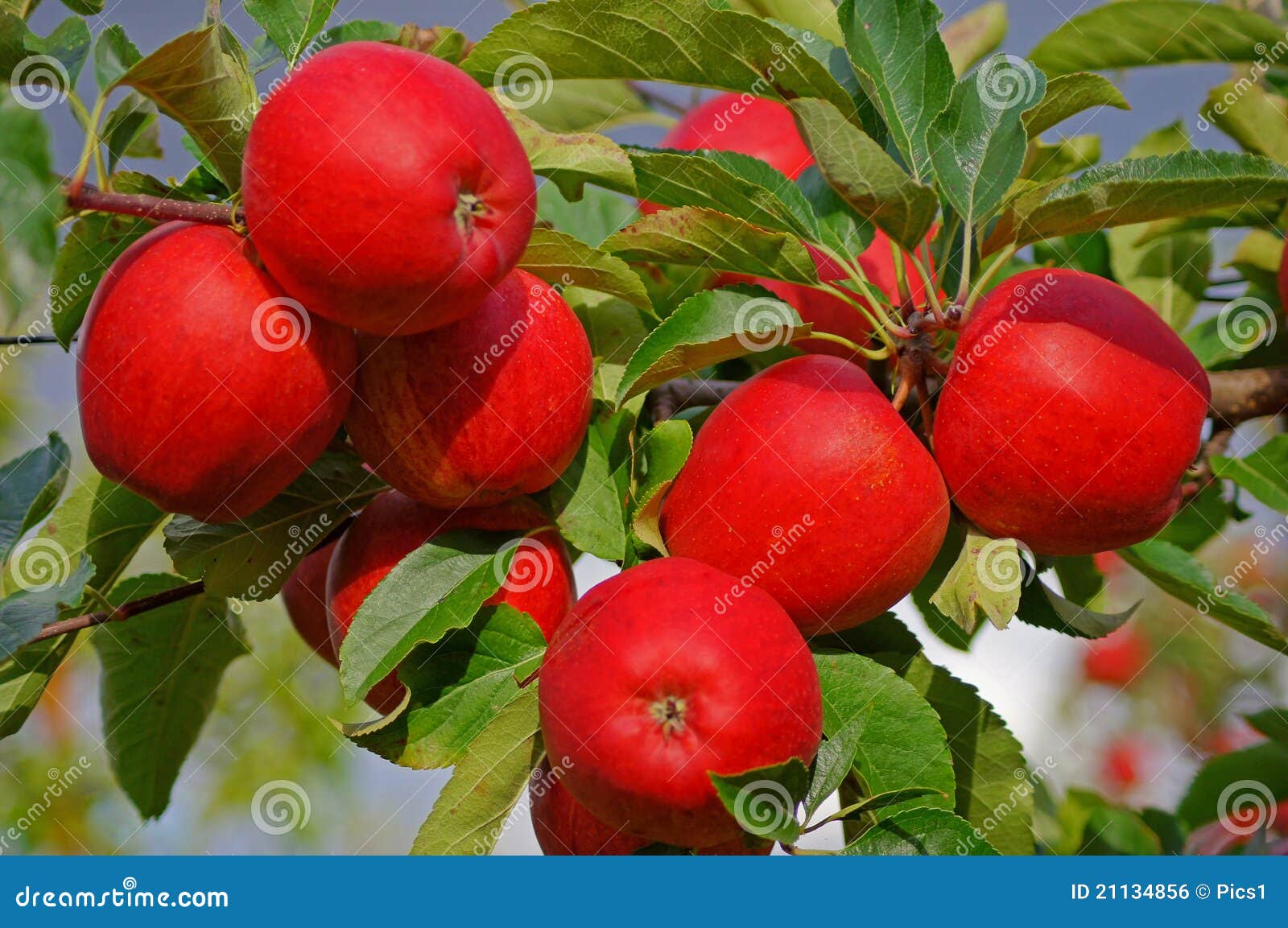 Rode Appelen stock foto. Image of vruchten, vitaminen - 21134856