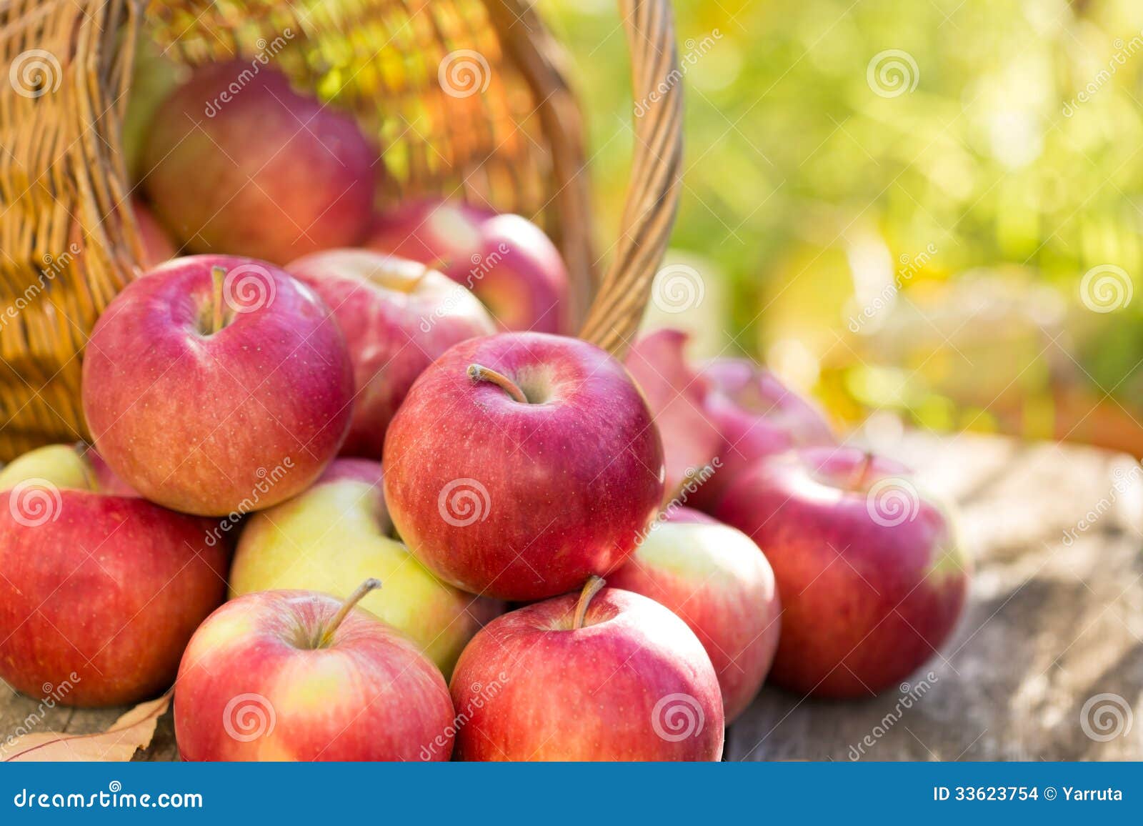 Rode Appelen in De Herfsttuin Stock Foto - Image of eten, tuin: 33623754