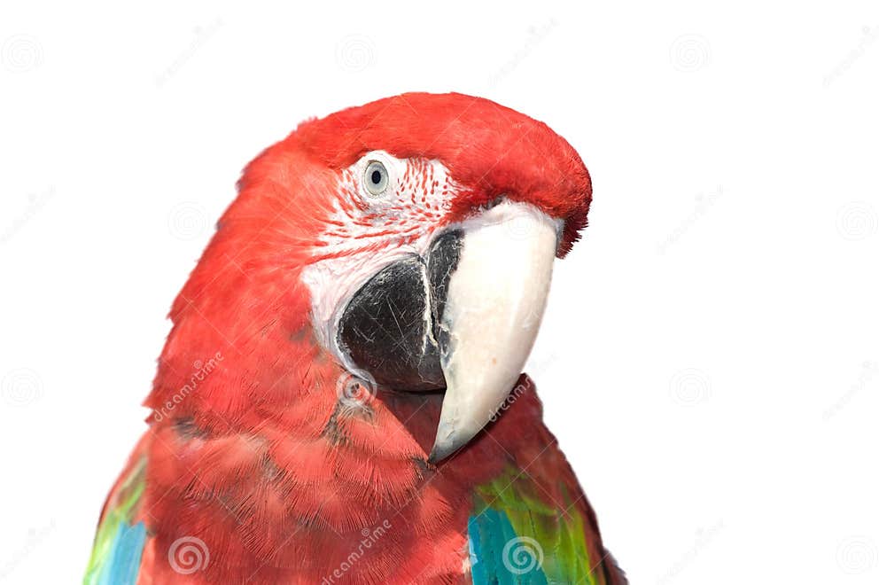 Rode Ara stock foto. Image of geïsoleerd, dierentuin - 11062916