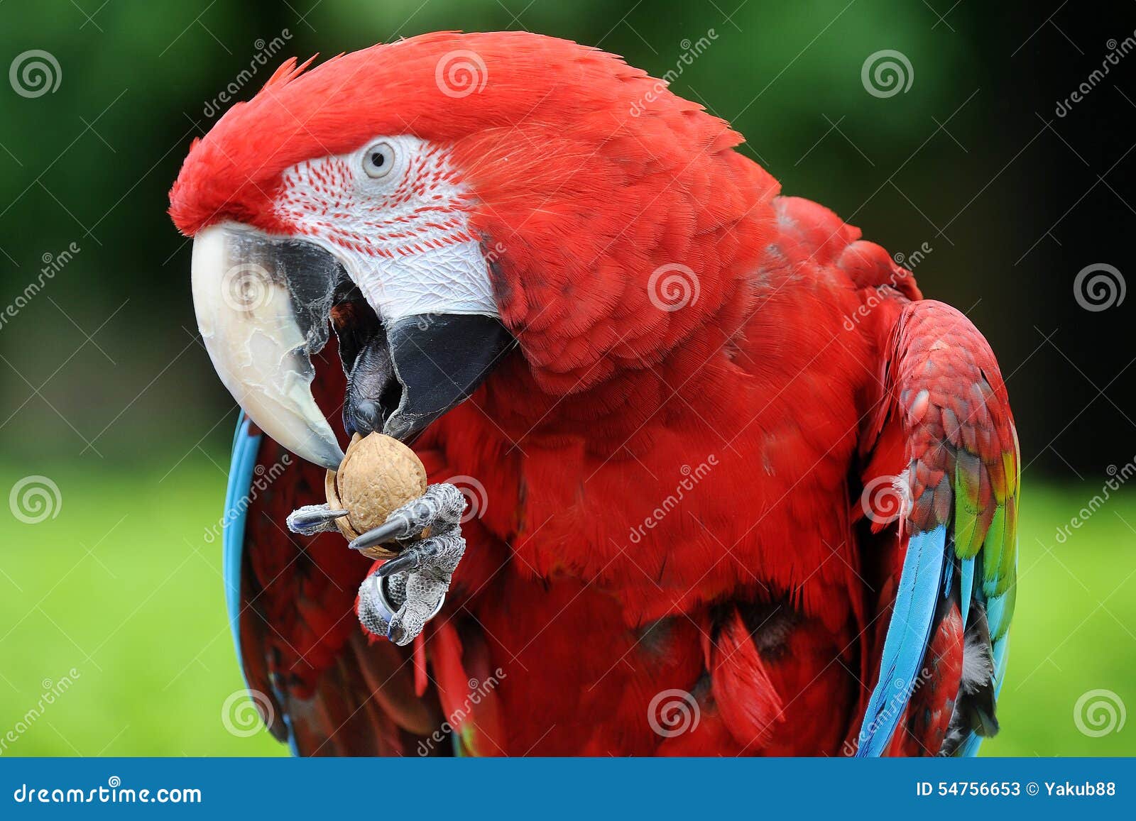 Rode Ara stock afbeelding. Image of leuk, gevederte, naughty - 54756653