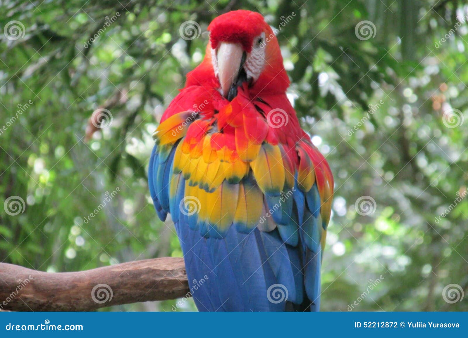 Rode Ara Parrot stock foto. Image of helder, papegaai - 52212872