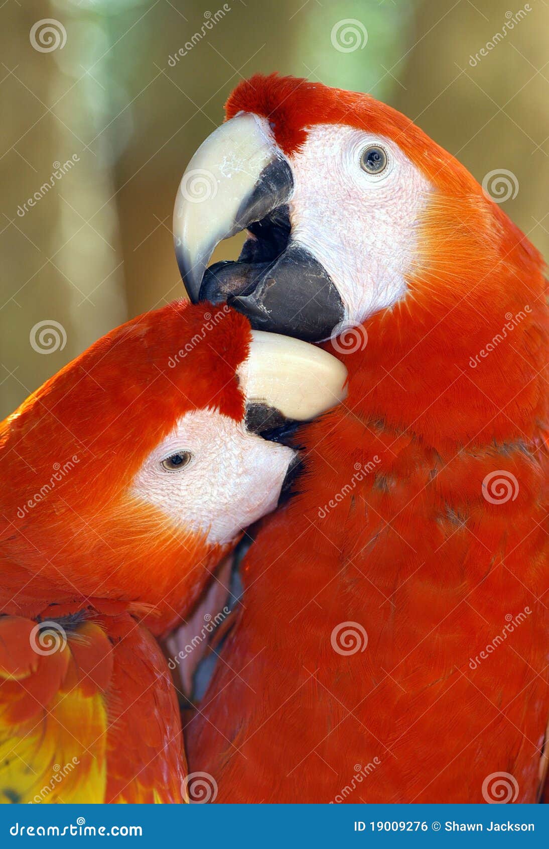 Rode Ara's stock foto. Image of kleurrijk, veren, helder - 19009276