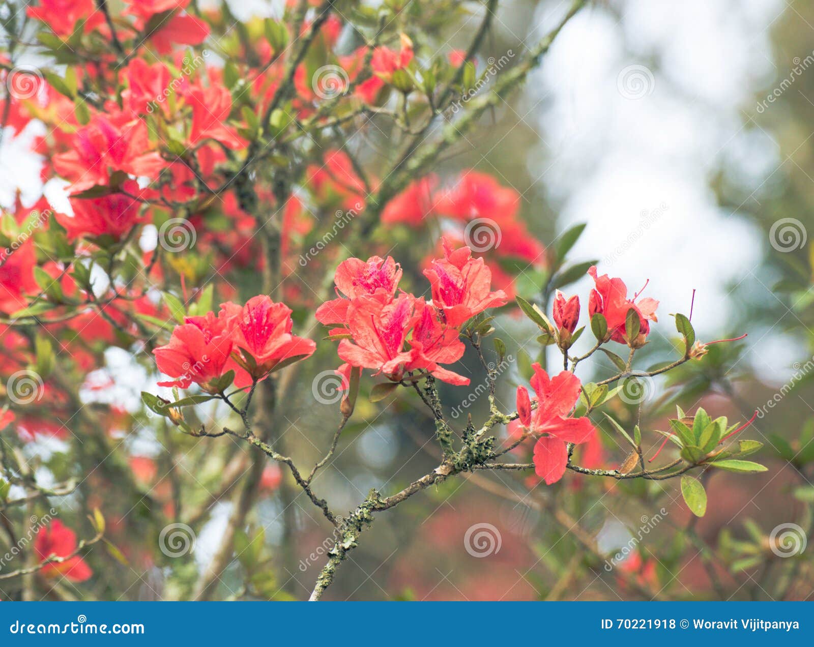 Rode azalea stock foto. Image of flora, blad, mooi, rood - 70221918