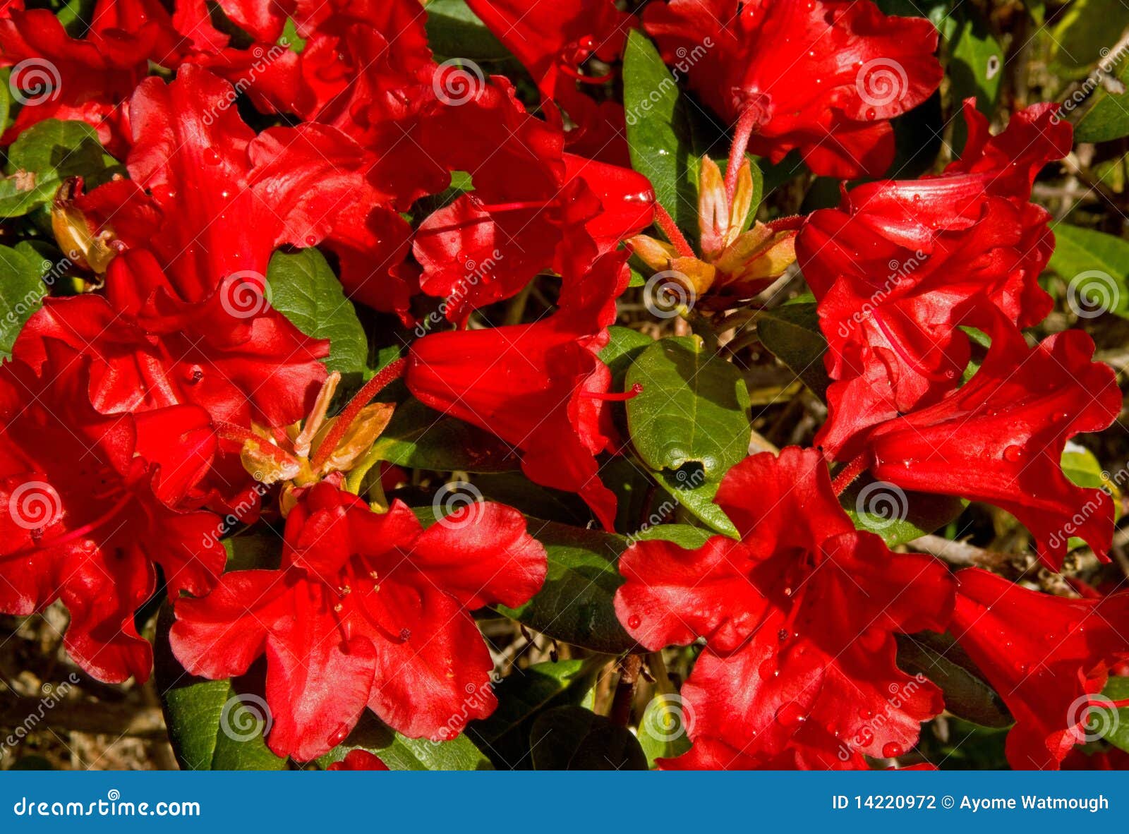 Rode Azalea in de lente. stock foto. Image of azalea - 14220972