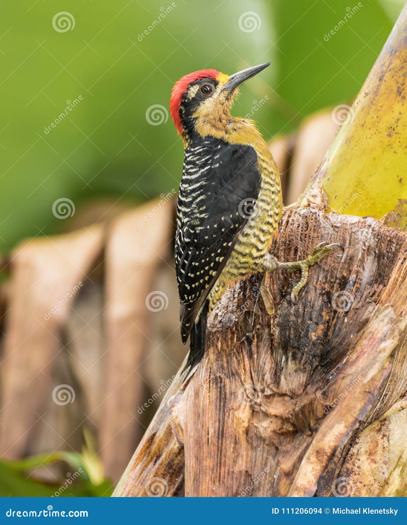 Rode bekroonde specht stock foto. Image of rica, vleugels - 111206094