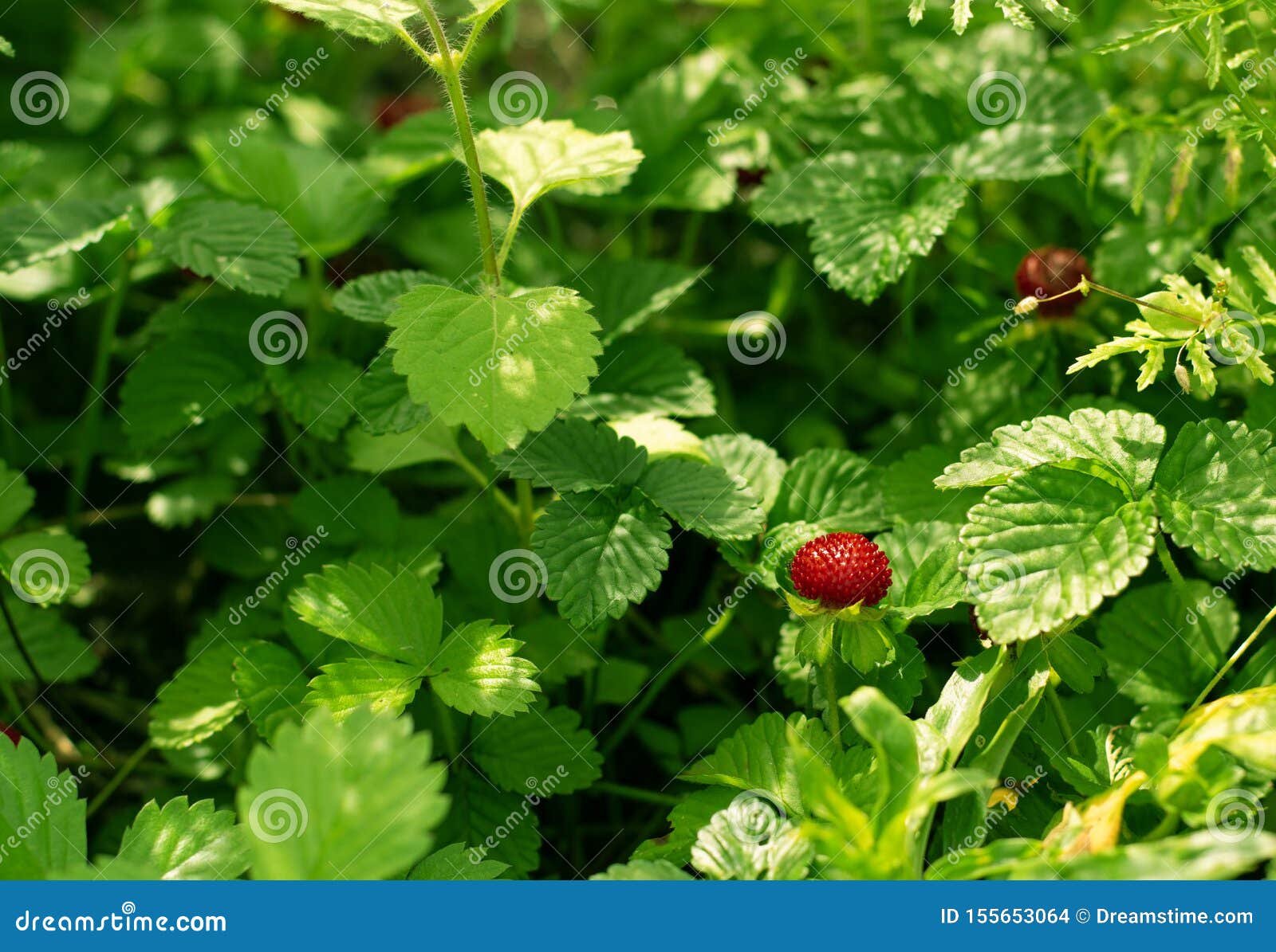 Rode Bes in Een Groene Struik Stock Foto - Image of struik, mening ...