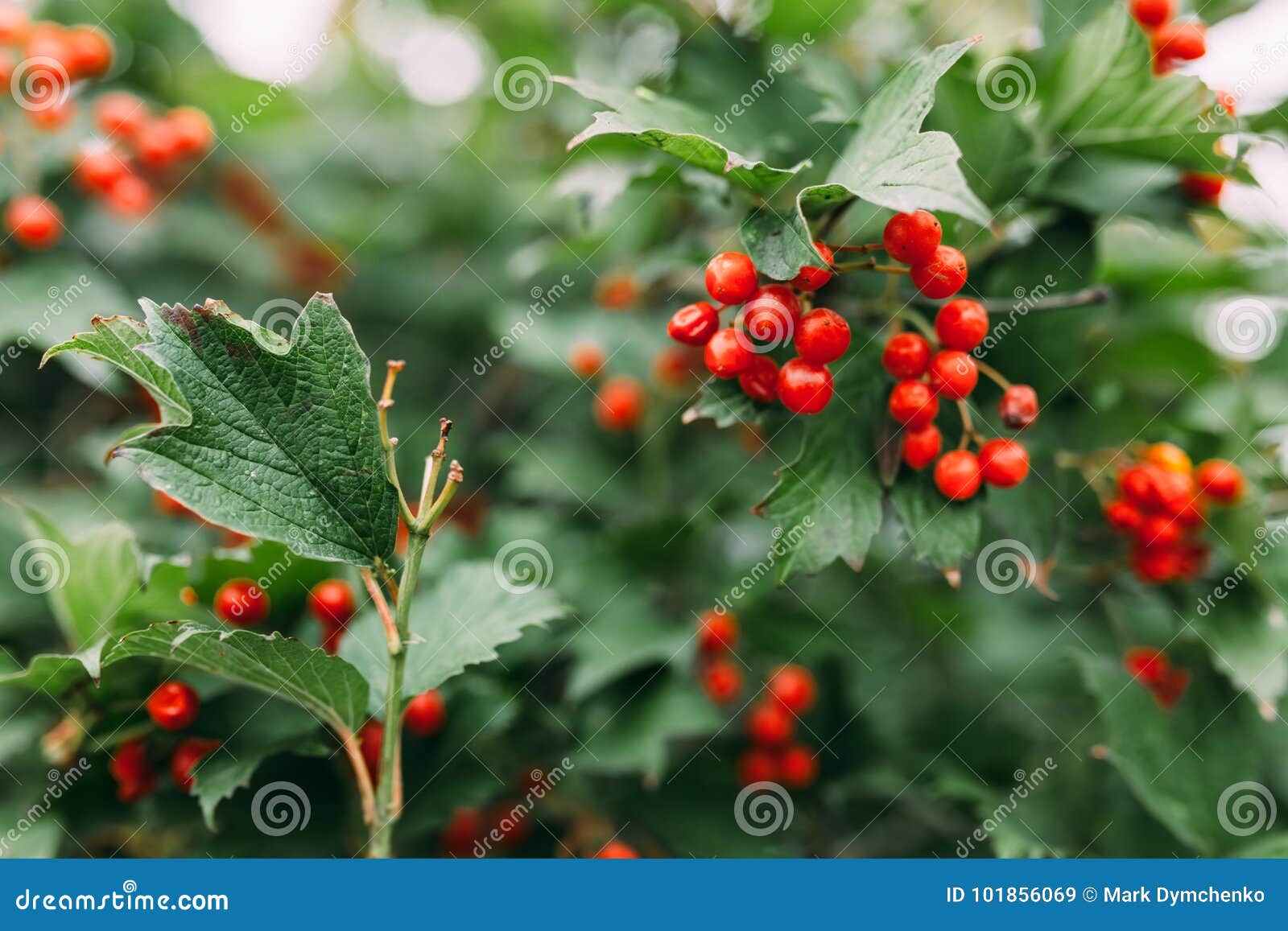 Rode Bessen stock afbeelding. Image of macro, textuur - 101856069