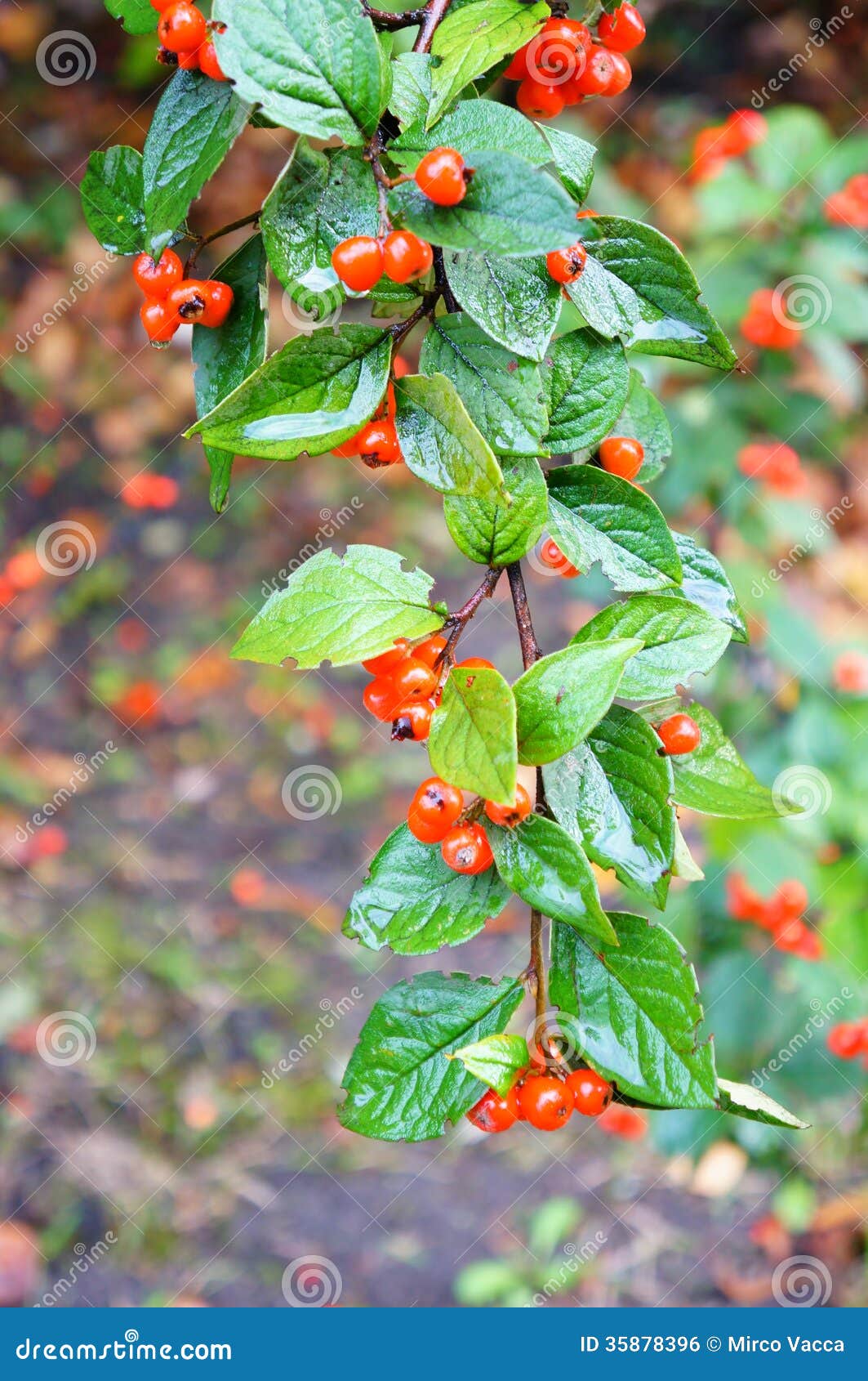 Rode bessen stock foto. Image of rood, flora, vrucht - 35878396