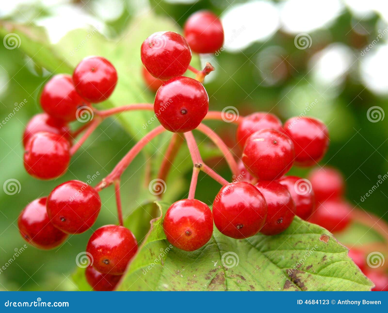 Rode Bessen stock afbeelding. Image of wild, bessen, nave - 4684123