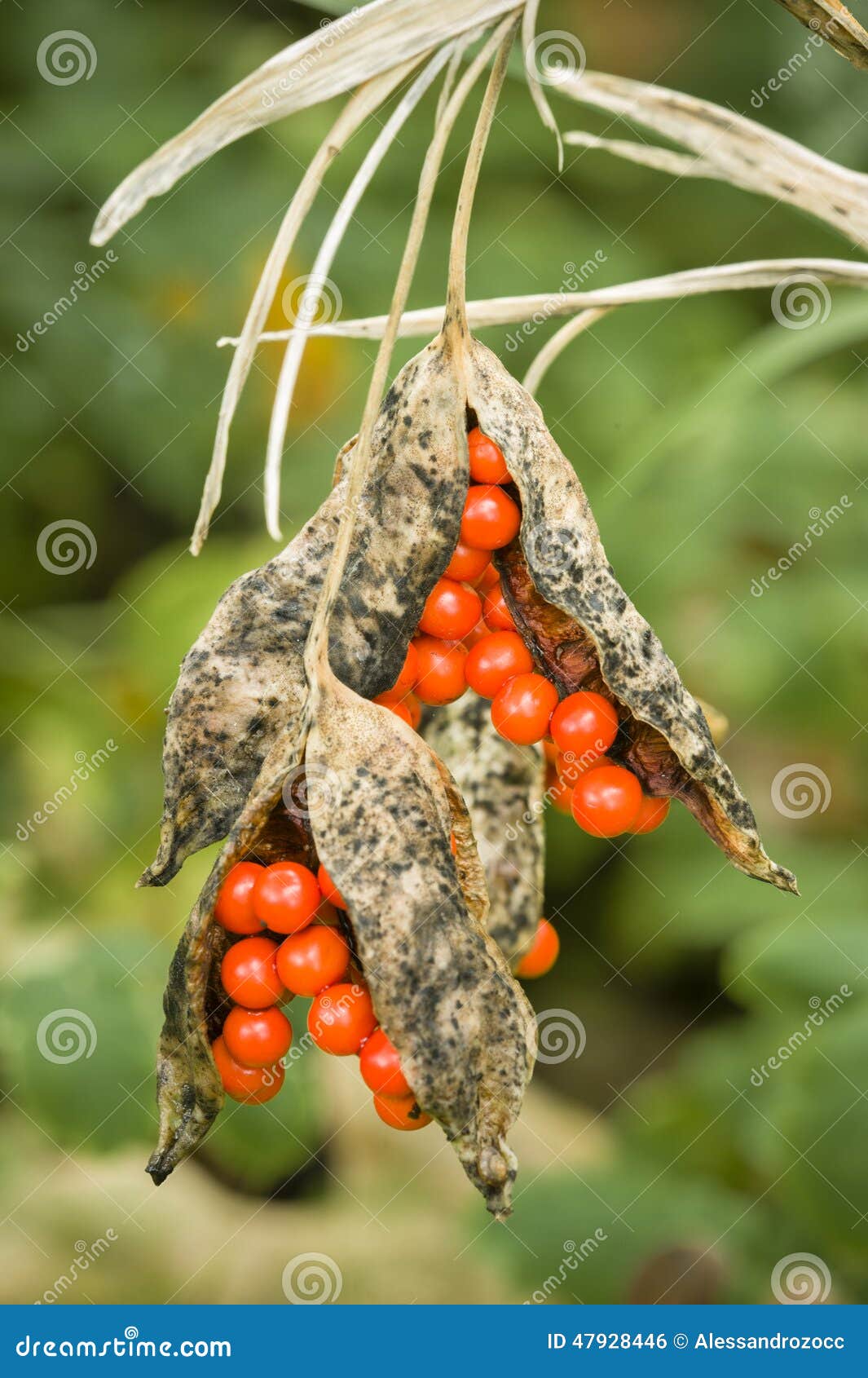 Rode Bessen Binnen Peulen Op Sierplant Stock Foto - Image of seizoen ...