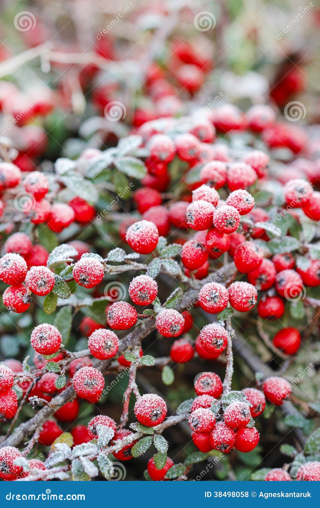 Rode Bessen (cotoneaster Horizontalis) Onder Vorst Stock Foto - Image ...