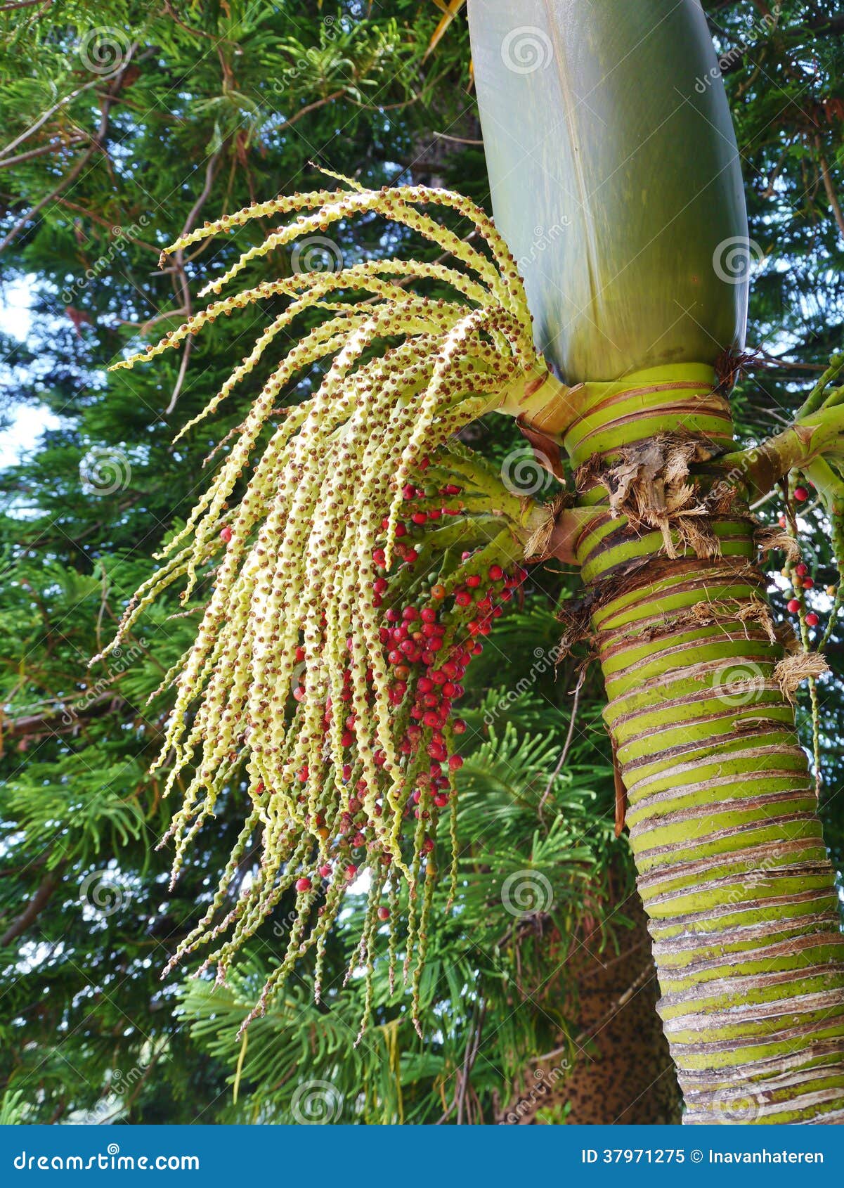 Rode bessen in een palm stock afbeelding. Image of vakantie - 37971275