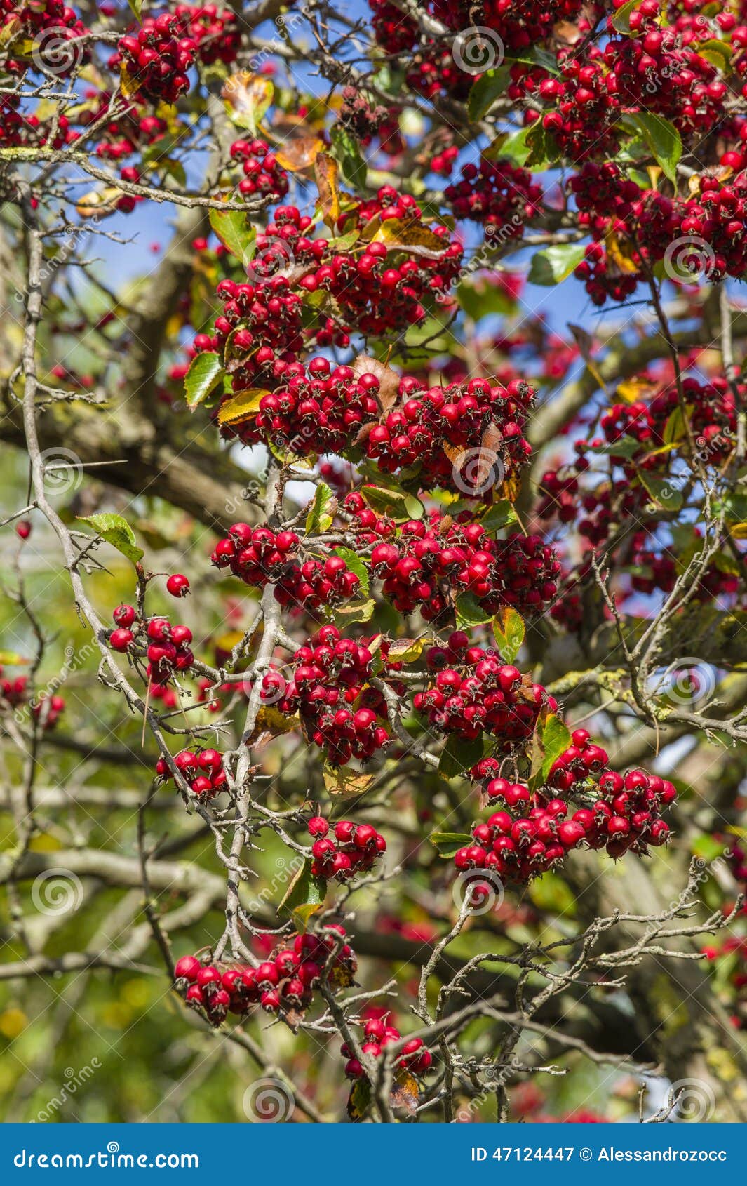 Rode Bessen op Boom stock afbeelding. Image of tuin, daling - 47124447