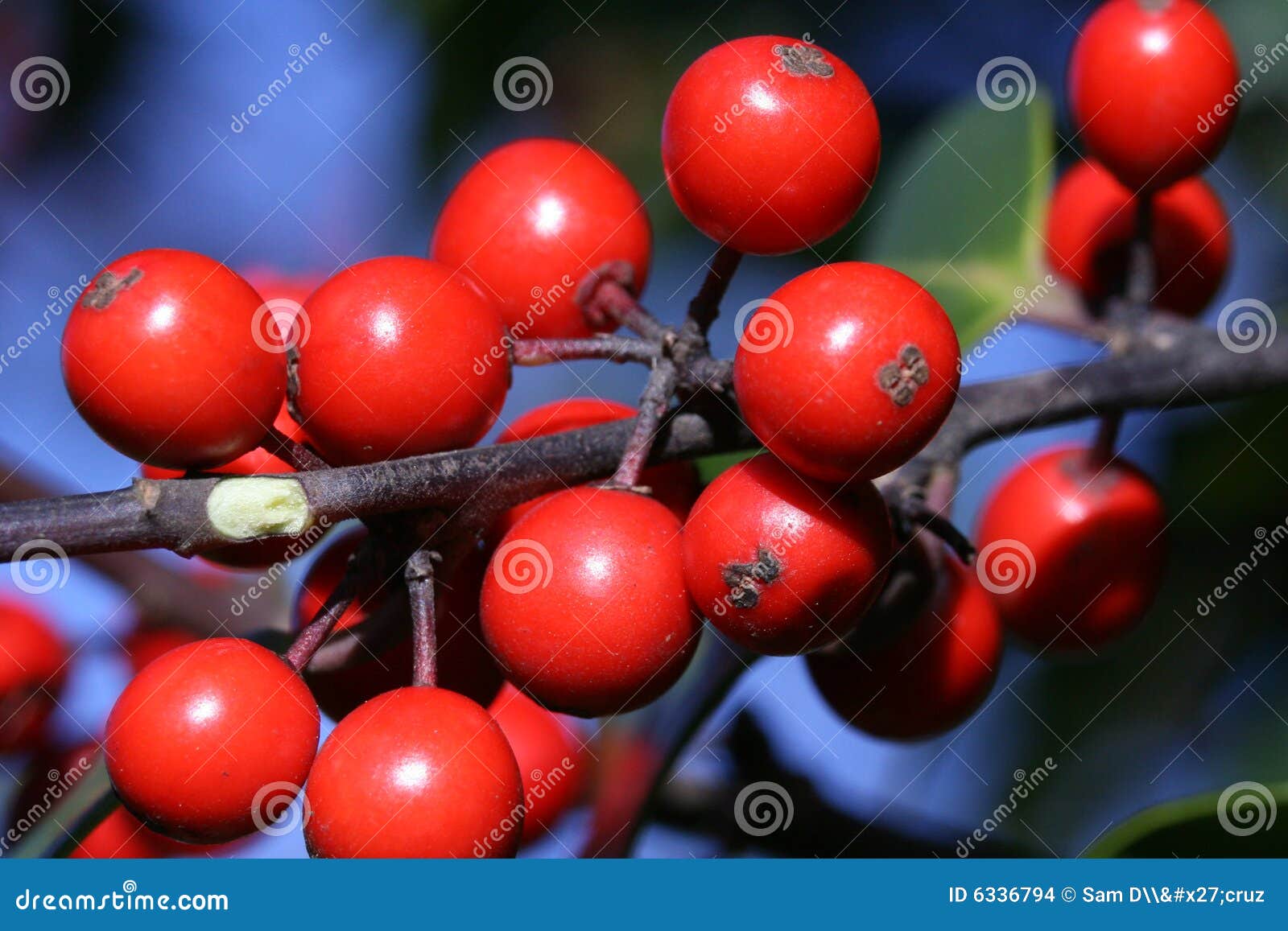 Rode Bessen Op De Boom Van De Hulst in Bos Stock Foto - Image of ...