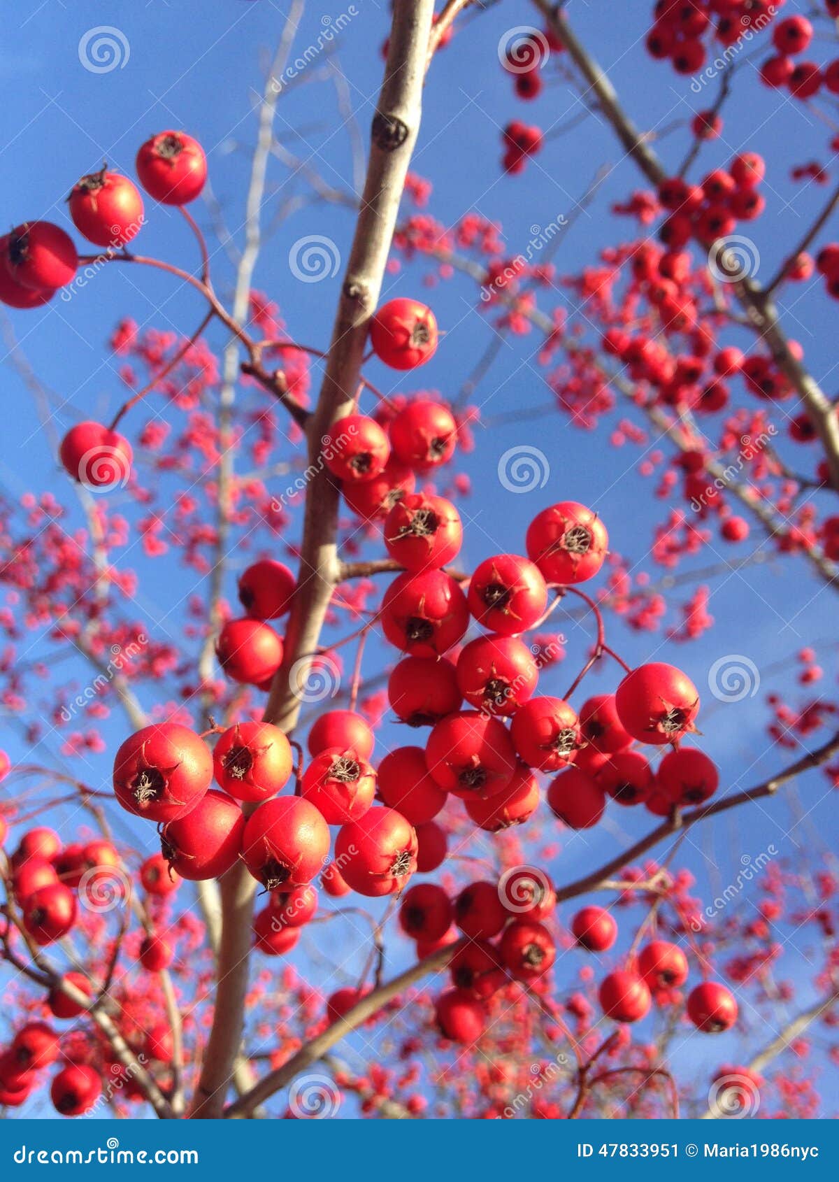 Rode Bessen Op Een Boom in De Winter Stock Afbeelding - Image of bessen ...