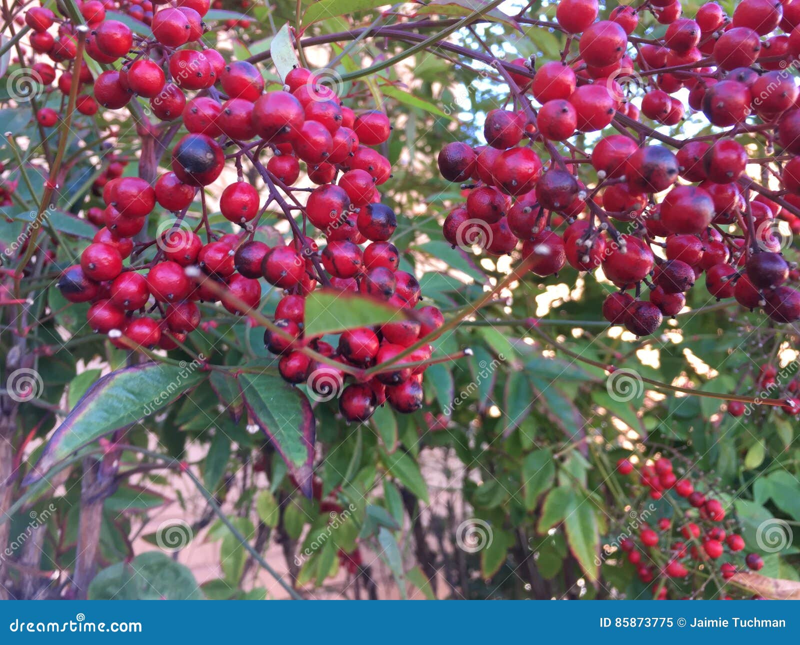 Rode Bessen Op Een Boom in De Winter Stock Afbeelding - Image of ...