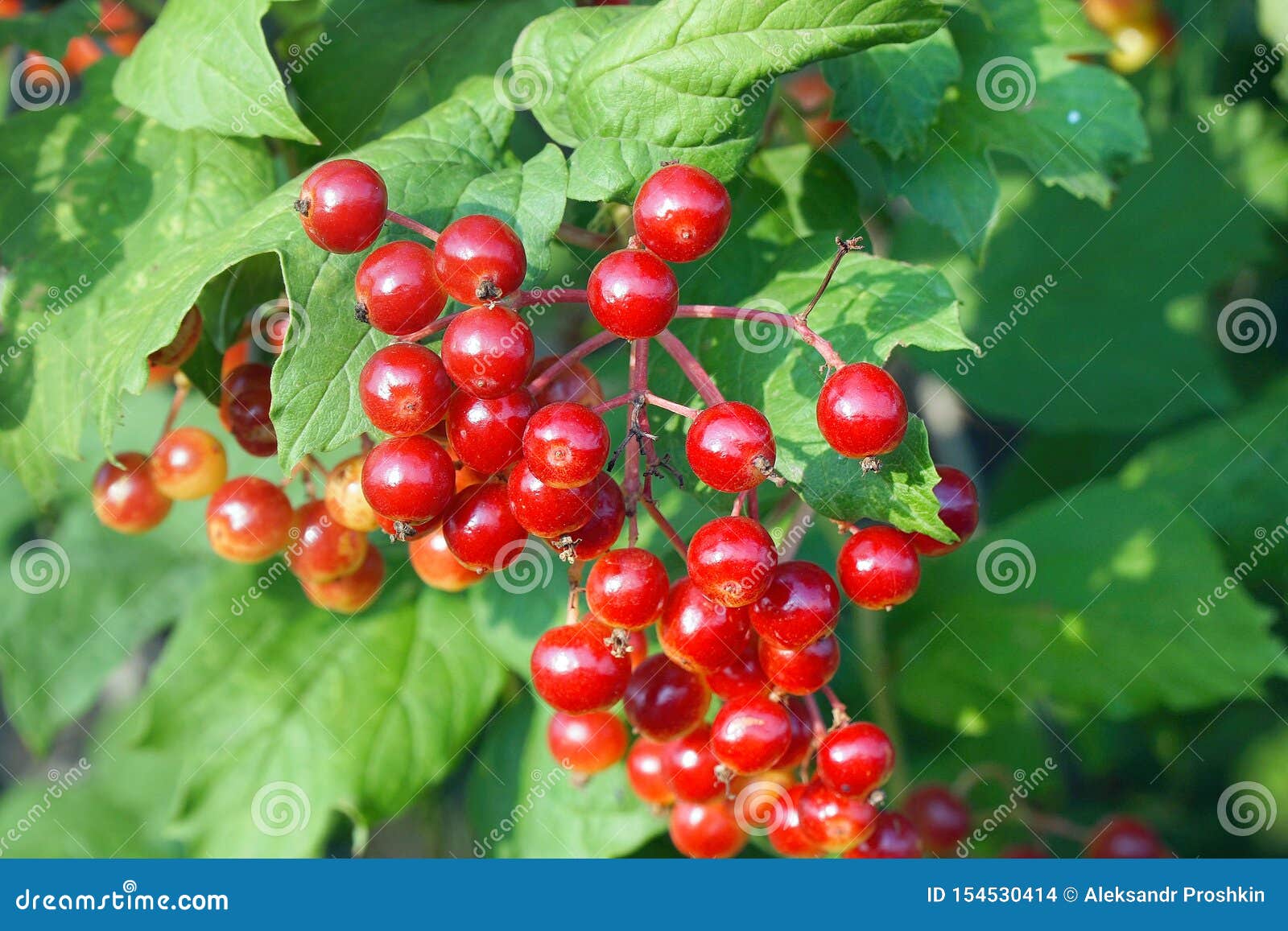 Rode bessen op een Bush stock foto. Image of bessen - 154530414