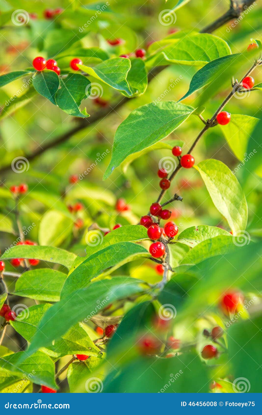 Rode Bessen Op Groene Bladeren Stock Foto - Image of milieu, openlucht ...