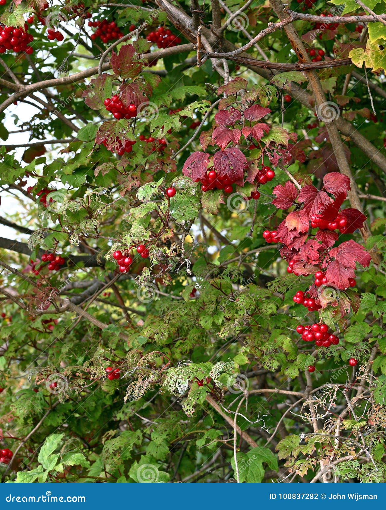 Rode Bessen Op Struik Met Groene Land Rode Bladeren Stock Foto - Image ...