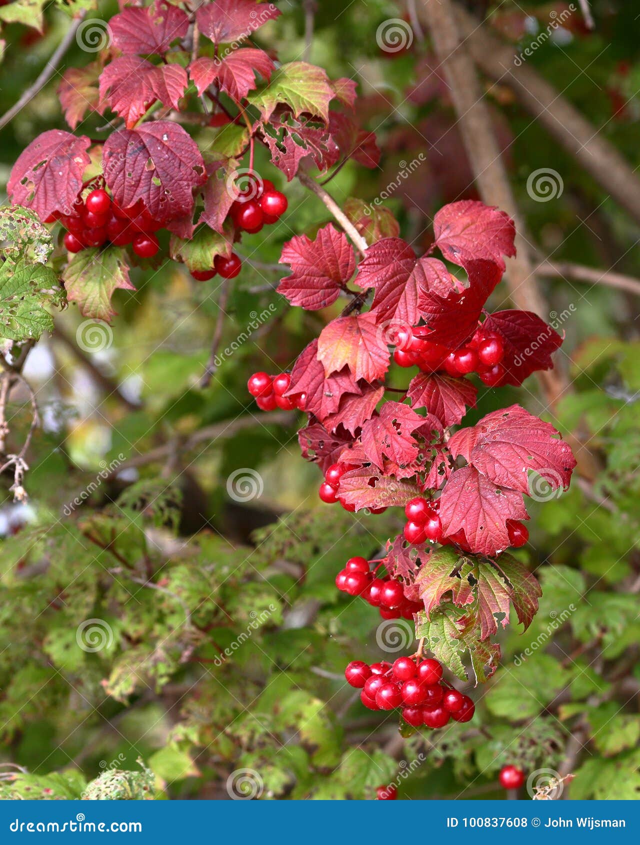 Rode Bessen Op Struik Met Groene Land Rode Bladeren Stock Foto - Image ...