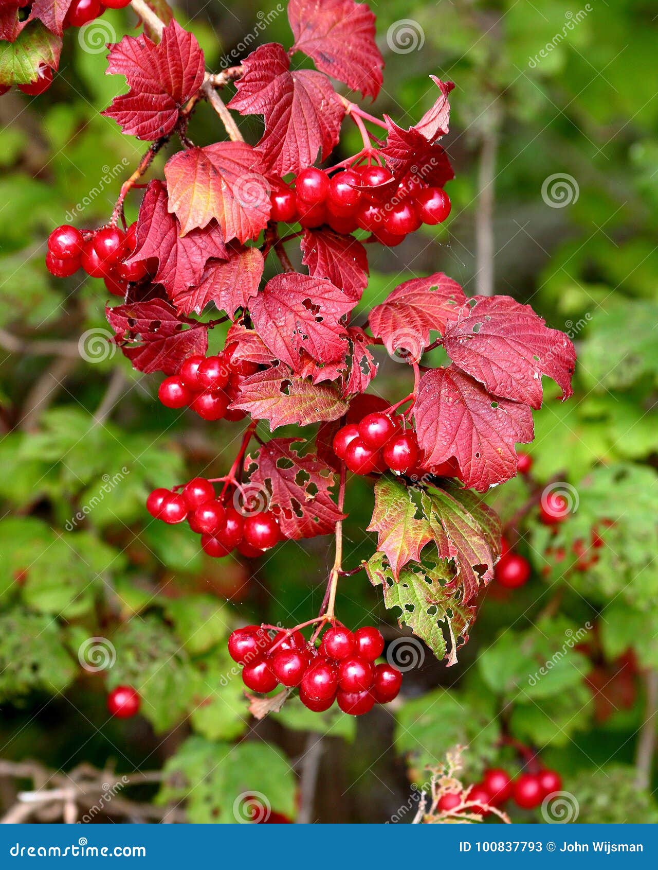 Rode Bessen Op Struik Met Groene Land Rode Bladeren Stock Afbeelding ...