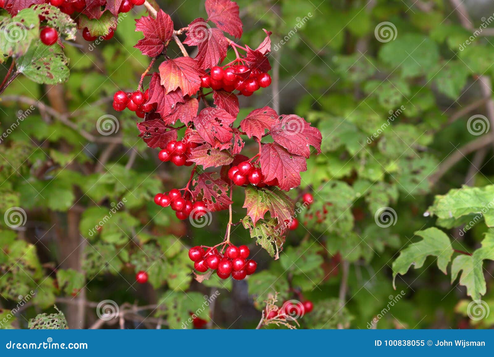 Rode Bessen Op Struik Met Groene Land Rode Bladeren Stock Afbeelding ...