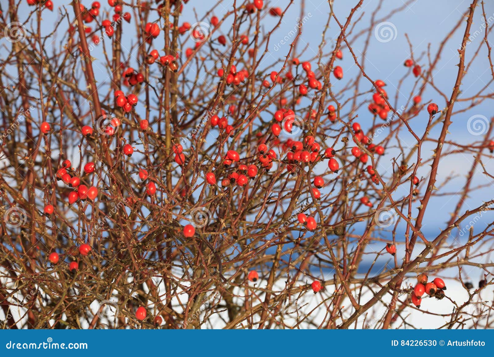 Rode Bessen Van Roze Struik in De Winter Stock Foto - Image of hemel ...