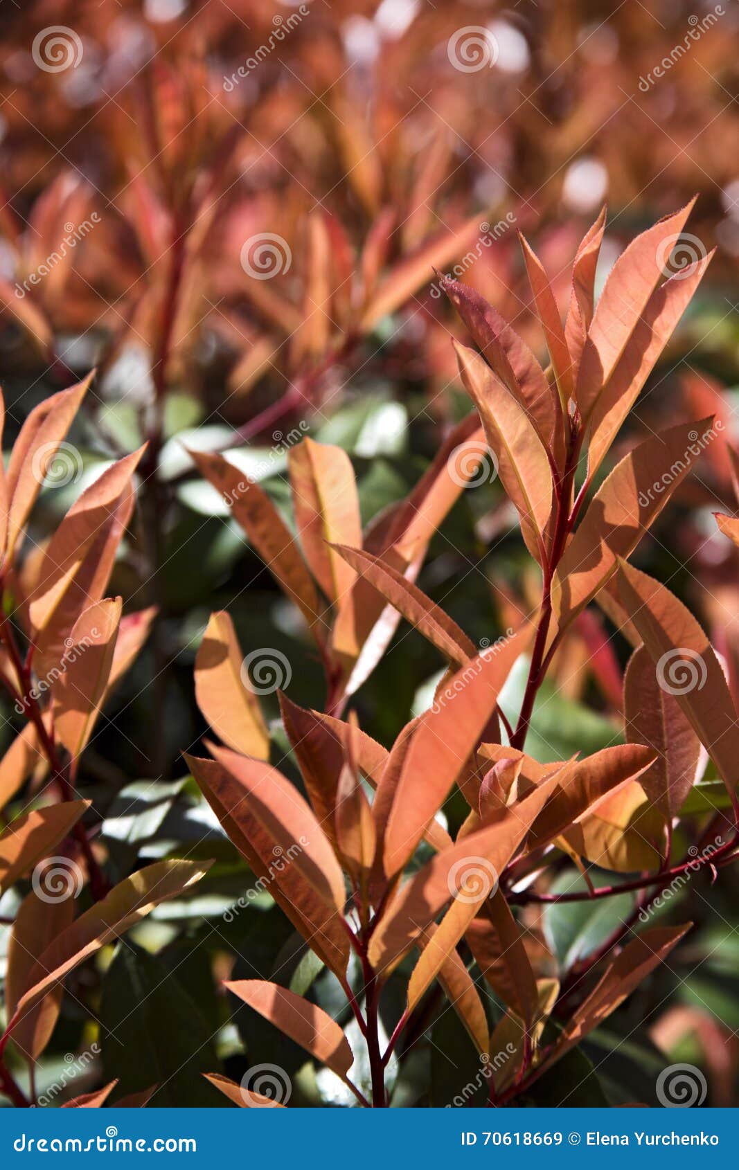 Rode Bladeren Van De Struik Stock Afbeelding - Image of brunch ...
